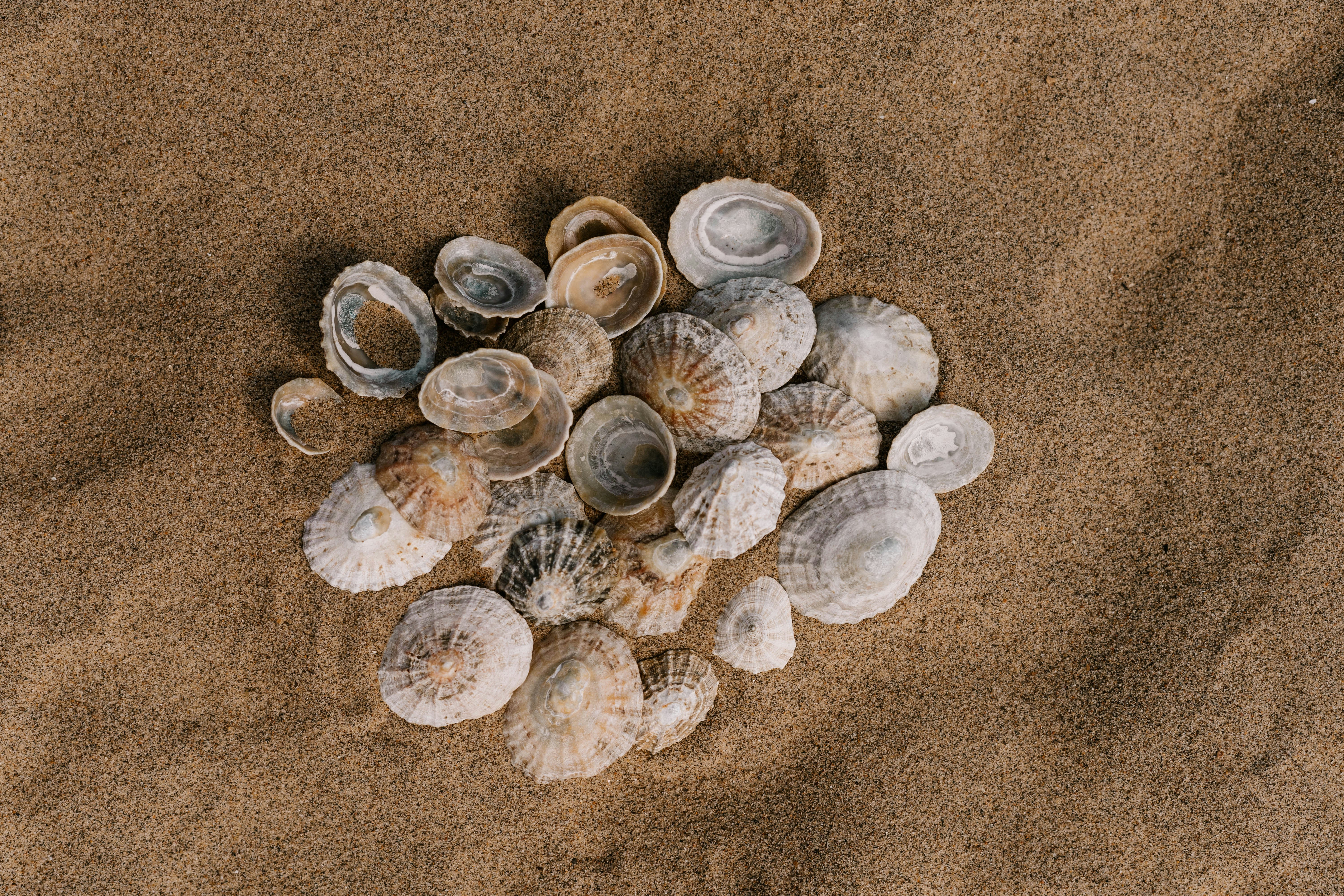 A bunch of seashells that are laying in the sand photo – Free Animal ...