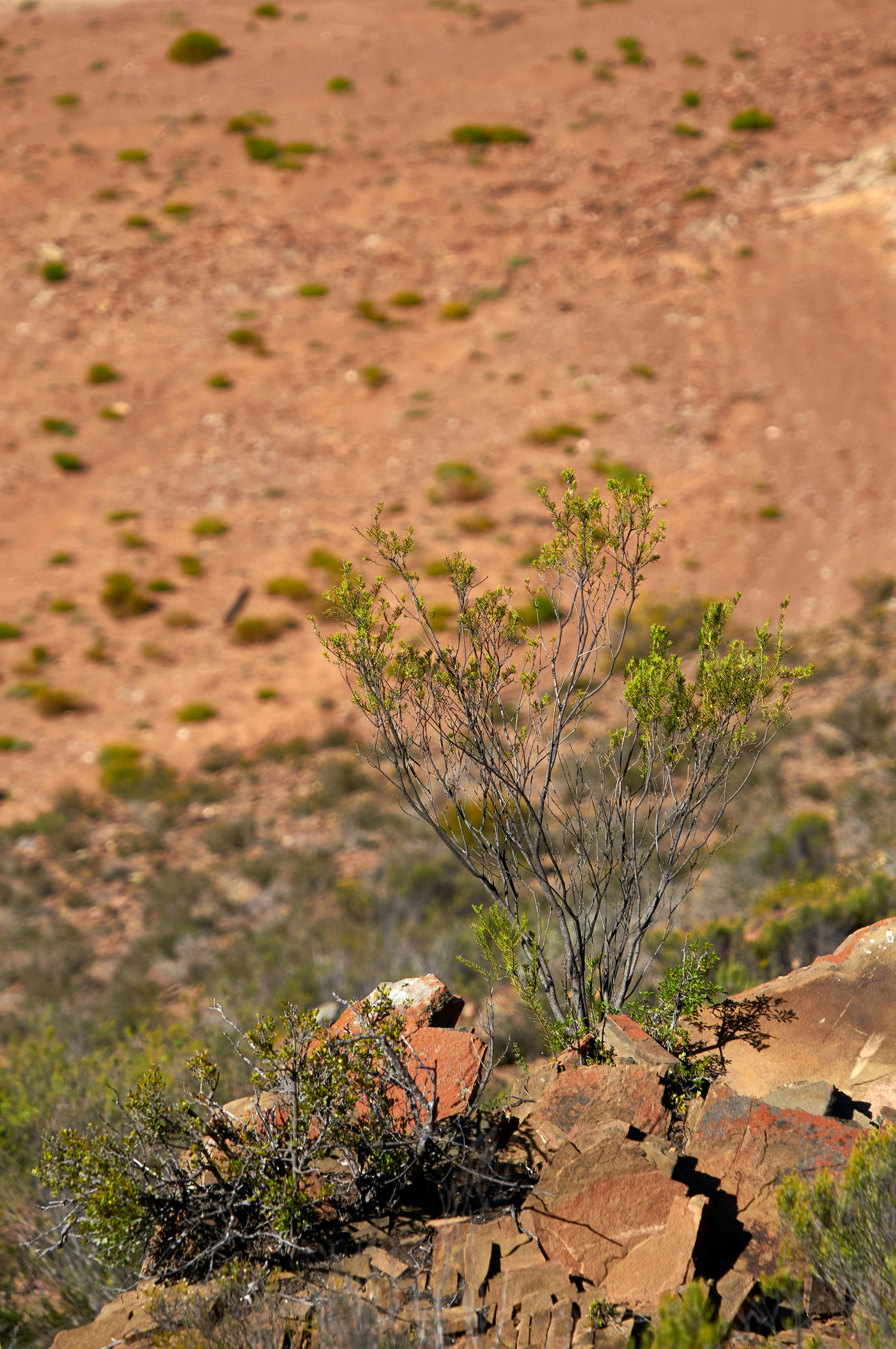 Photo by Wolfgang Hasselmann with Sony Alpha NEX-6