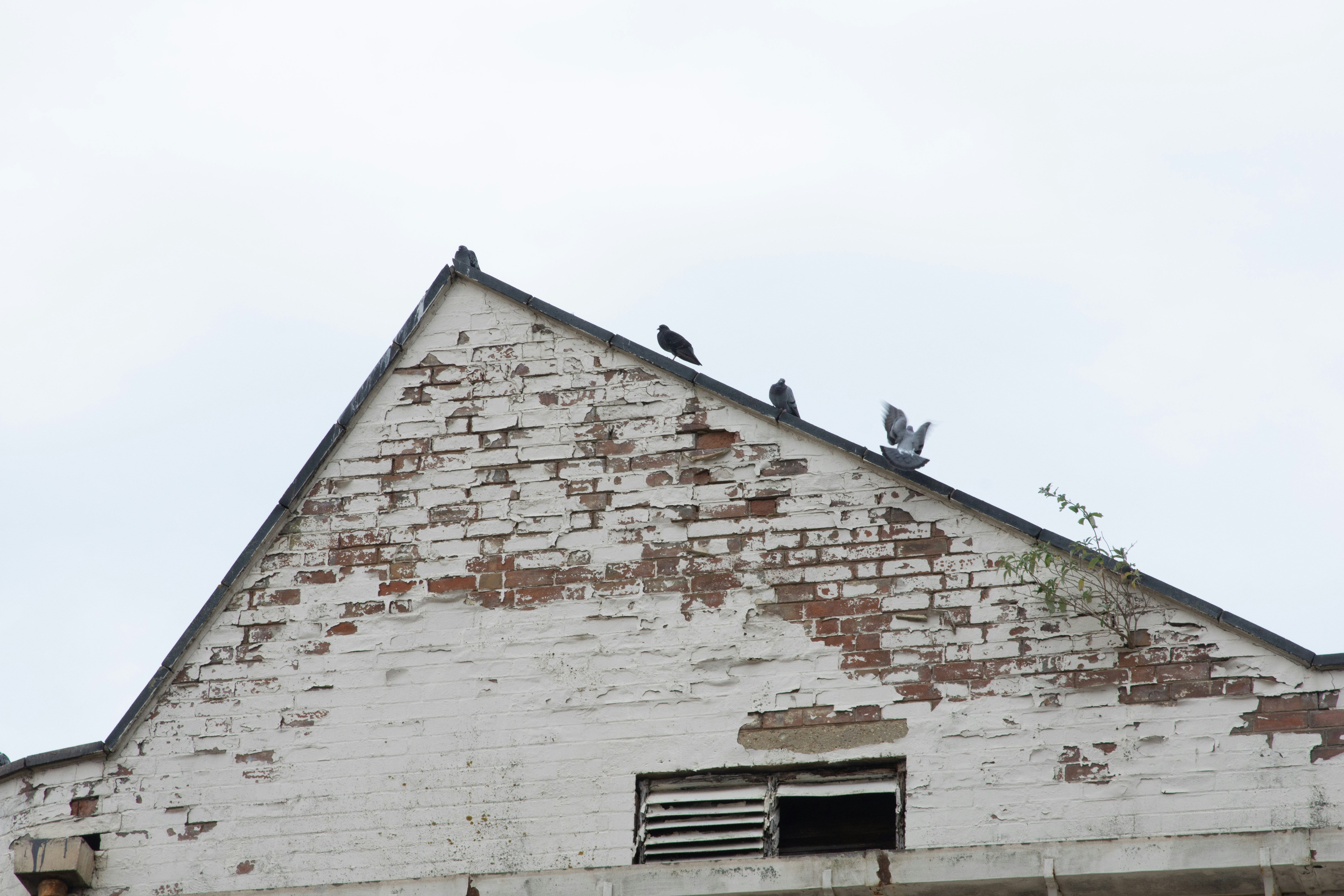Pigeons on a Weathered Brick Gable under a Pale Sky