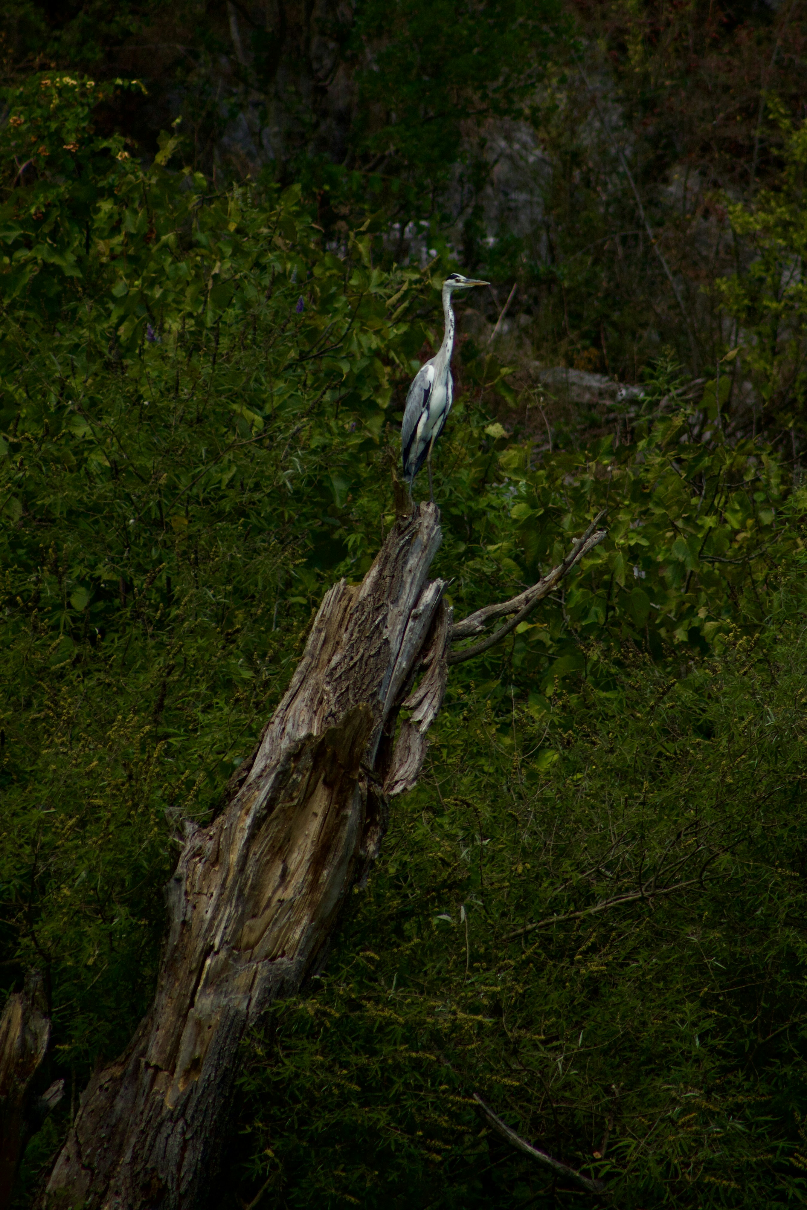 Ridgecrest Sentinel: A Great Blue Heron Perched on a Weathered Log