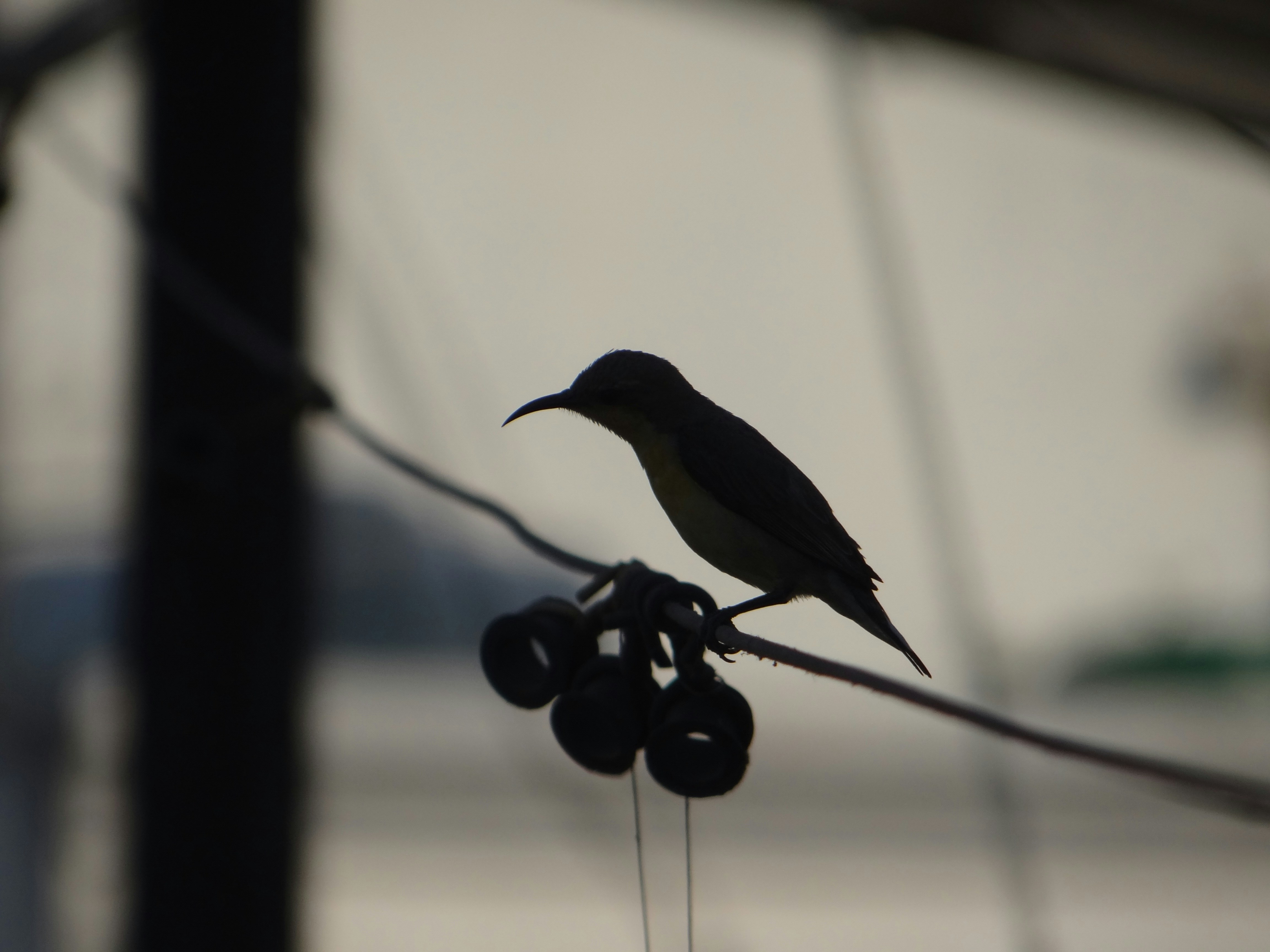 Curved-Beak Sentinel on a Wire: A Harbor Silhouette
