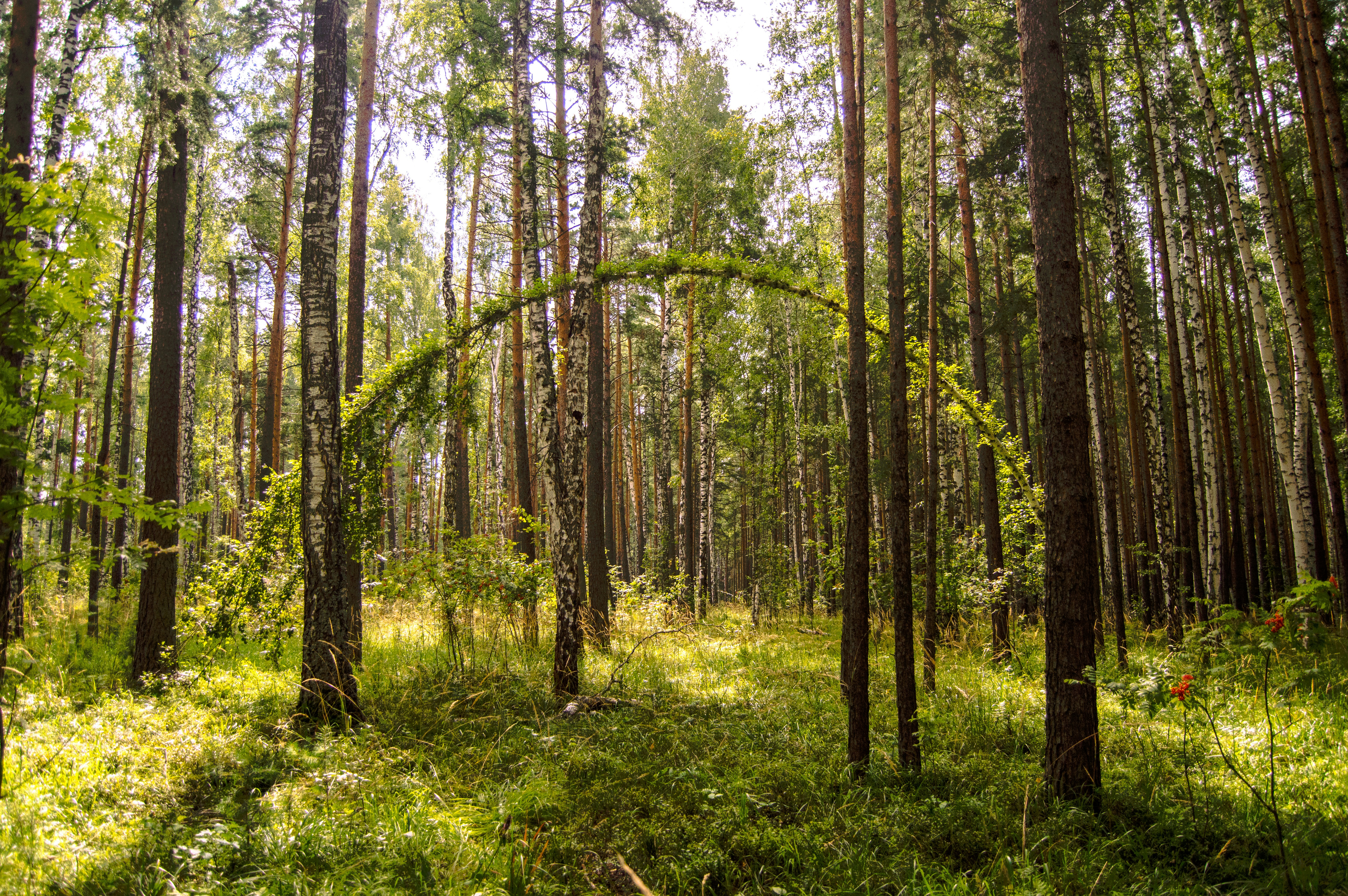 Green Portal in a Sunlit Pine Forest: A Vine Arch Framing a Quiet Woodland Path