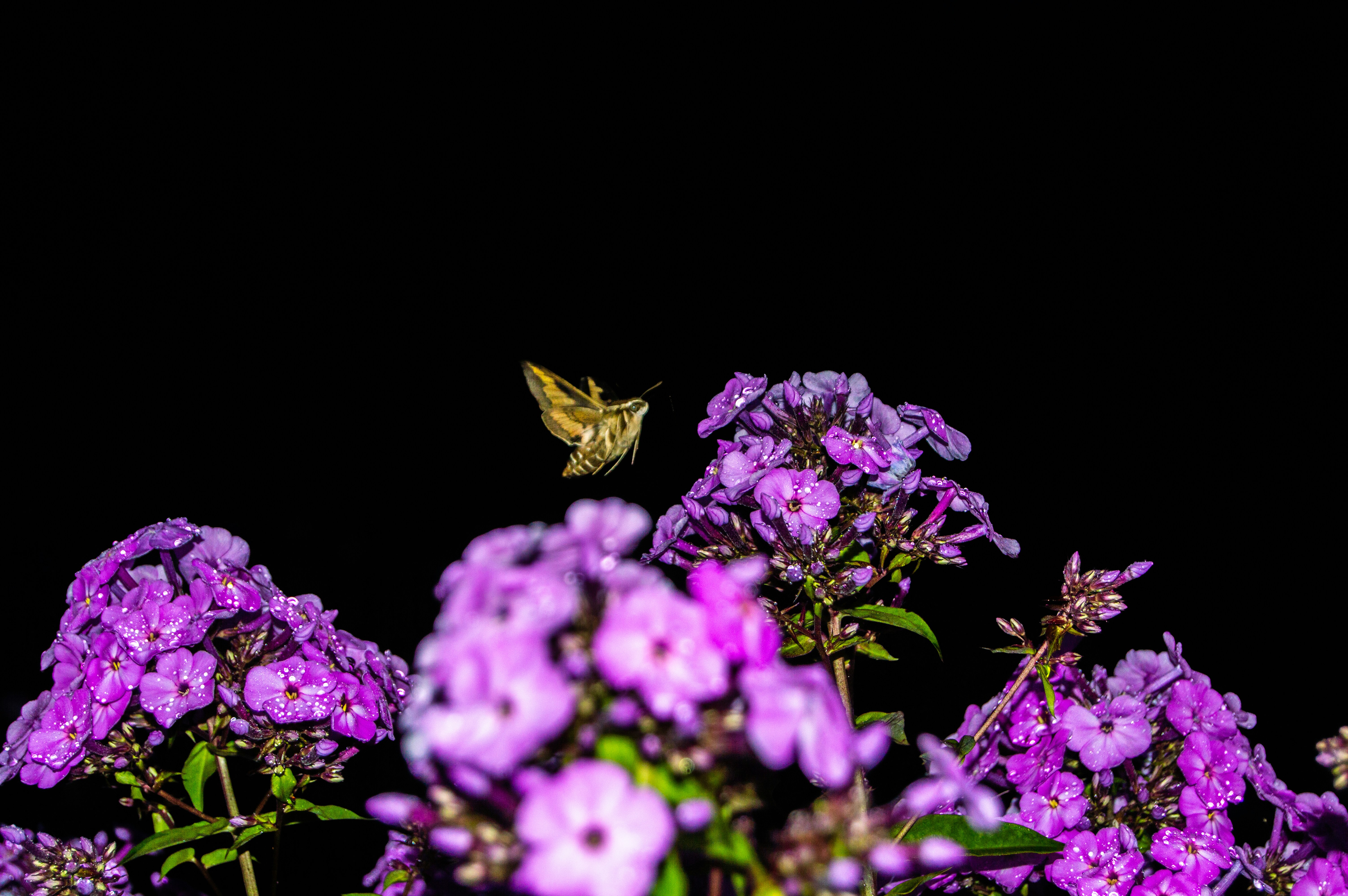 Yellow Hovering Visitor Above Velvet Purple Blooms