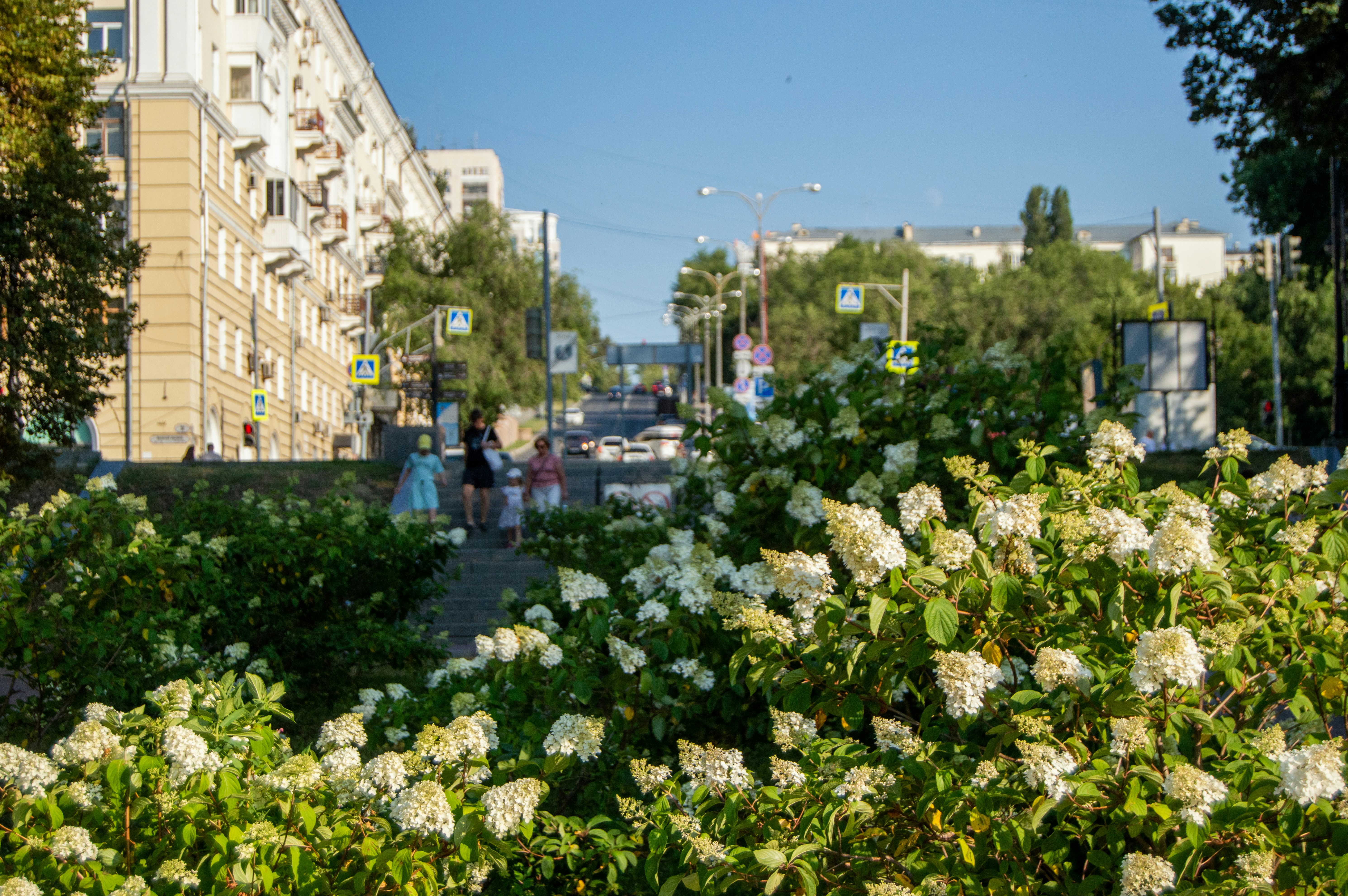 White flowers in full bloom line a city walkway under a clear blue sky.