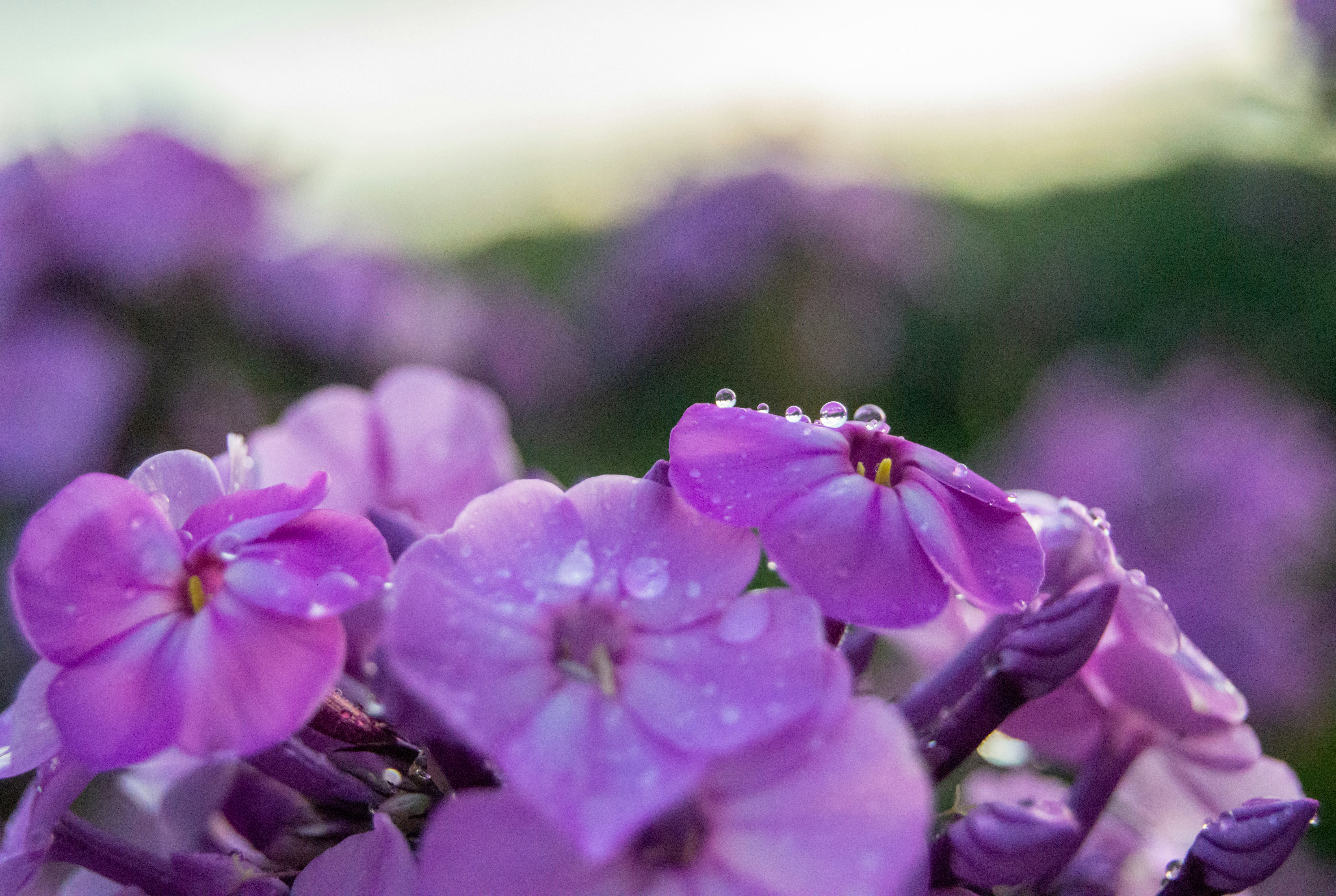 Vibrant purple flowers adorned with glistening dewdrops, capturing the essence of a fresh spring morning.