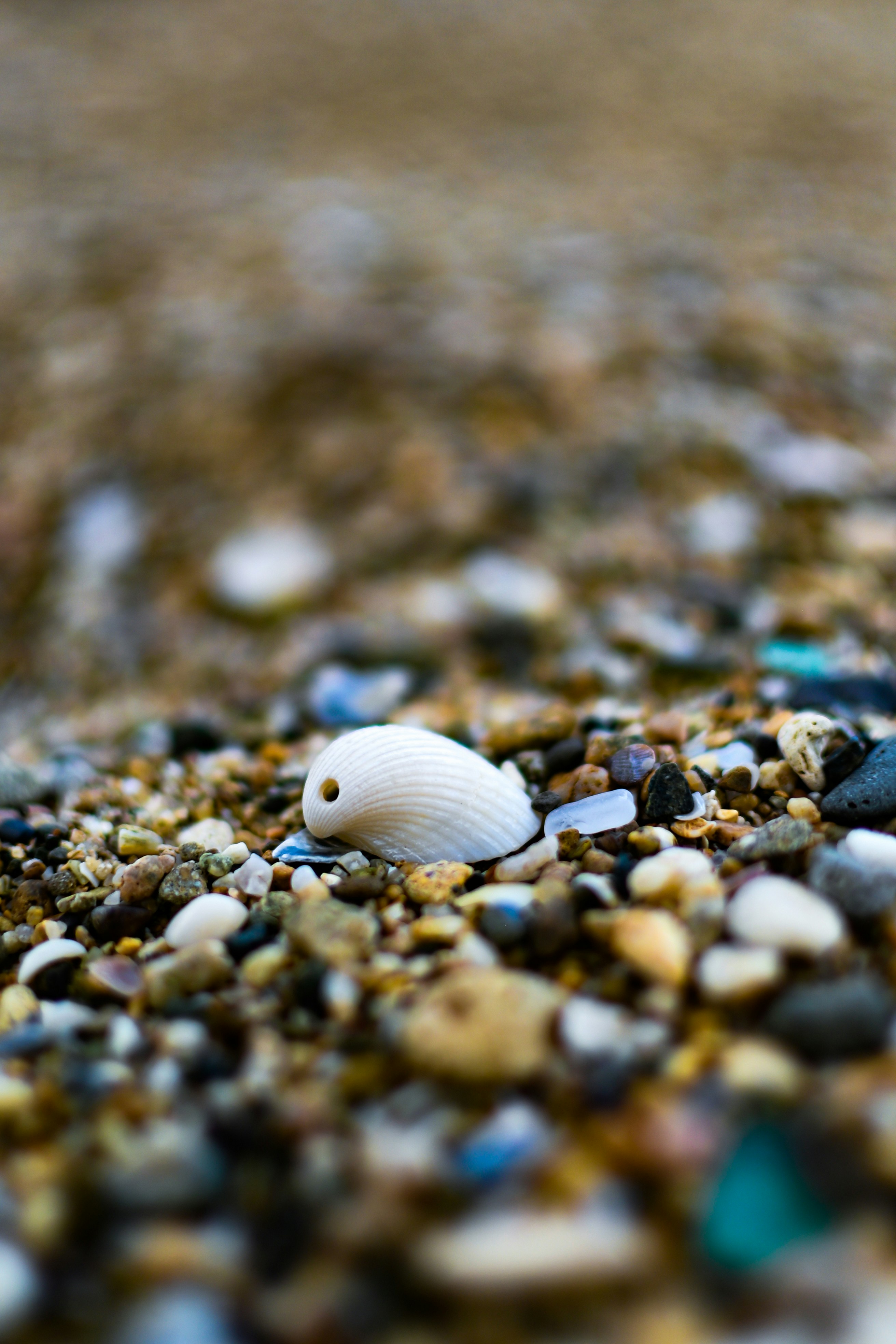 Pebble Mosaic: A lone white shell anchors a beach in velvet bokeh