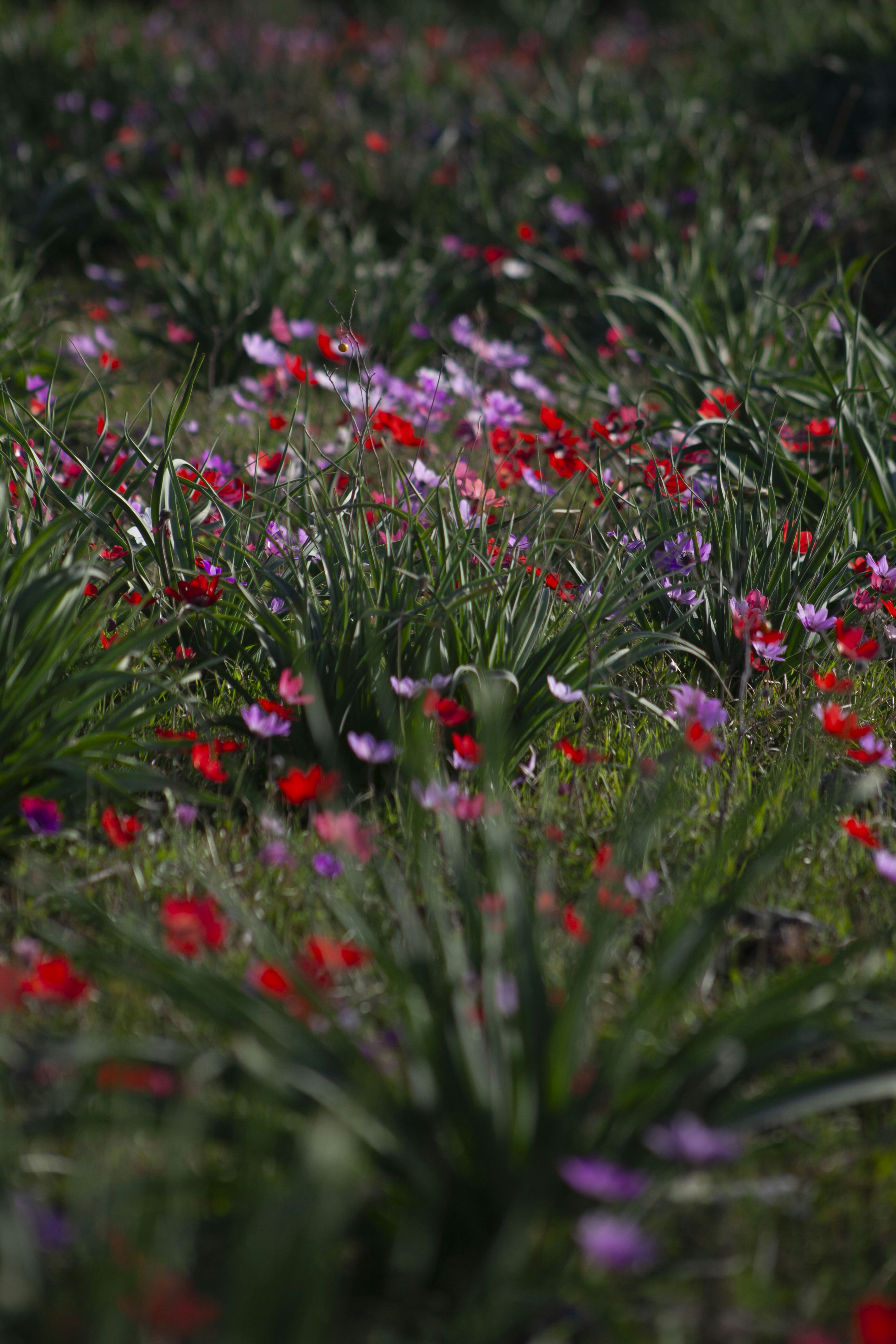 Photo by Andris Gangis with Canon EOS 5D Mark II