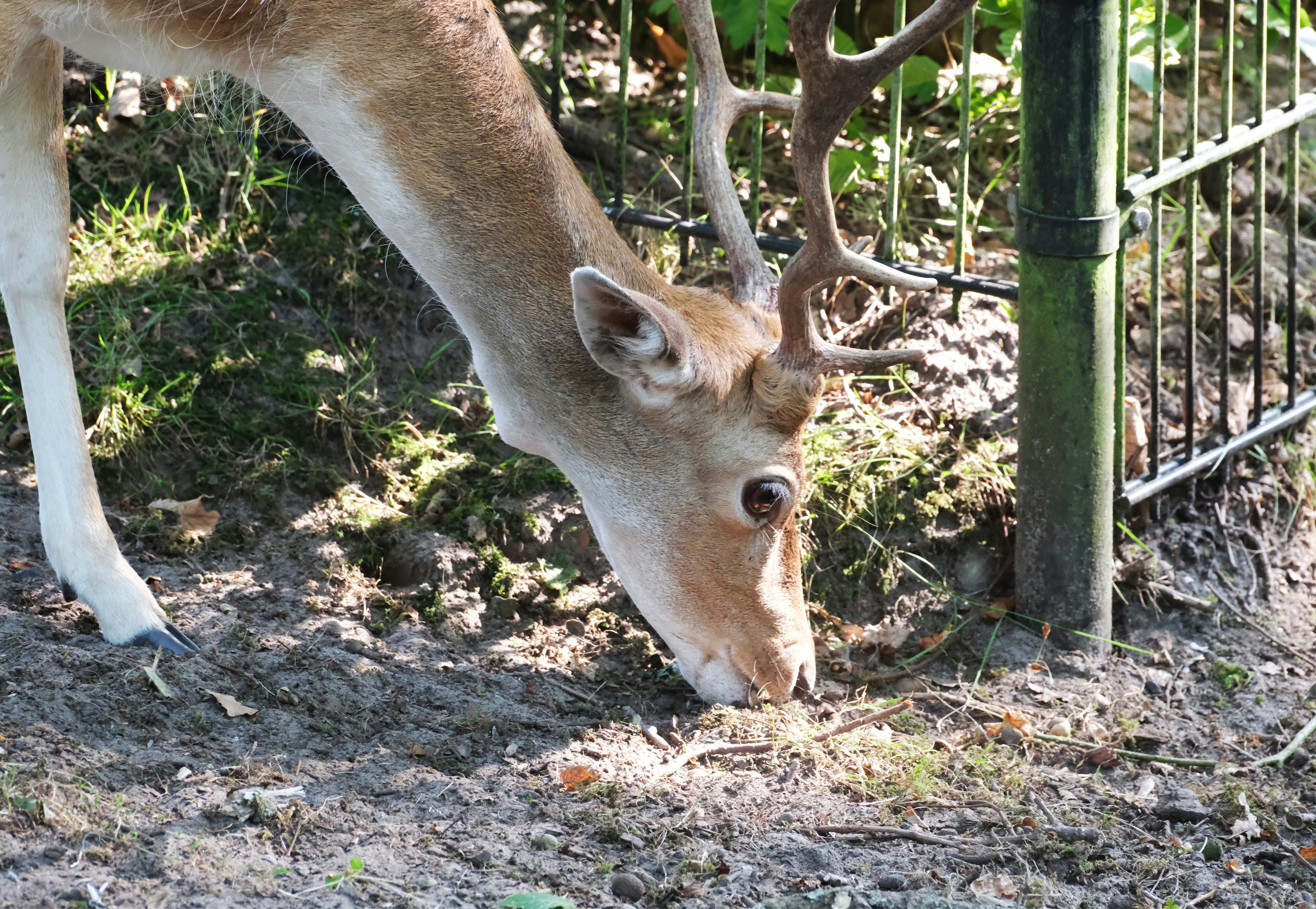 Antlered curiosity by the gate: a deer noses the dirt in afternoon light