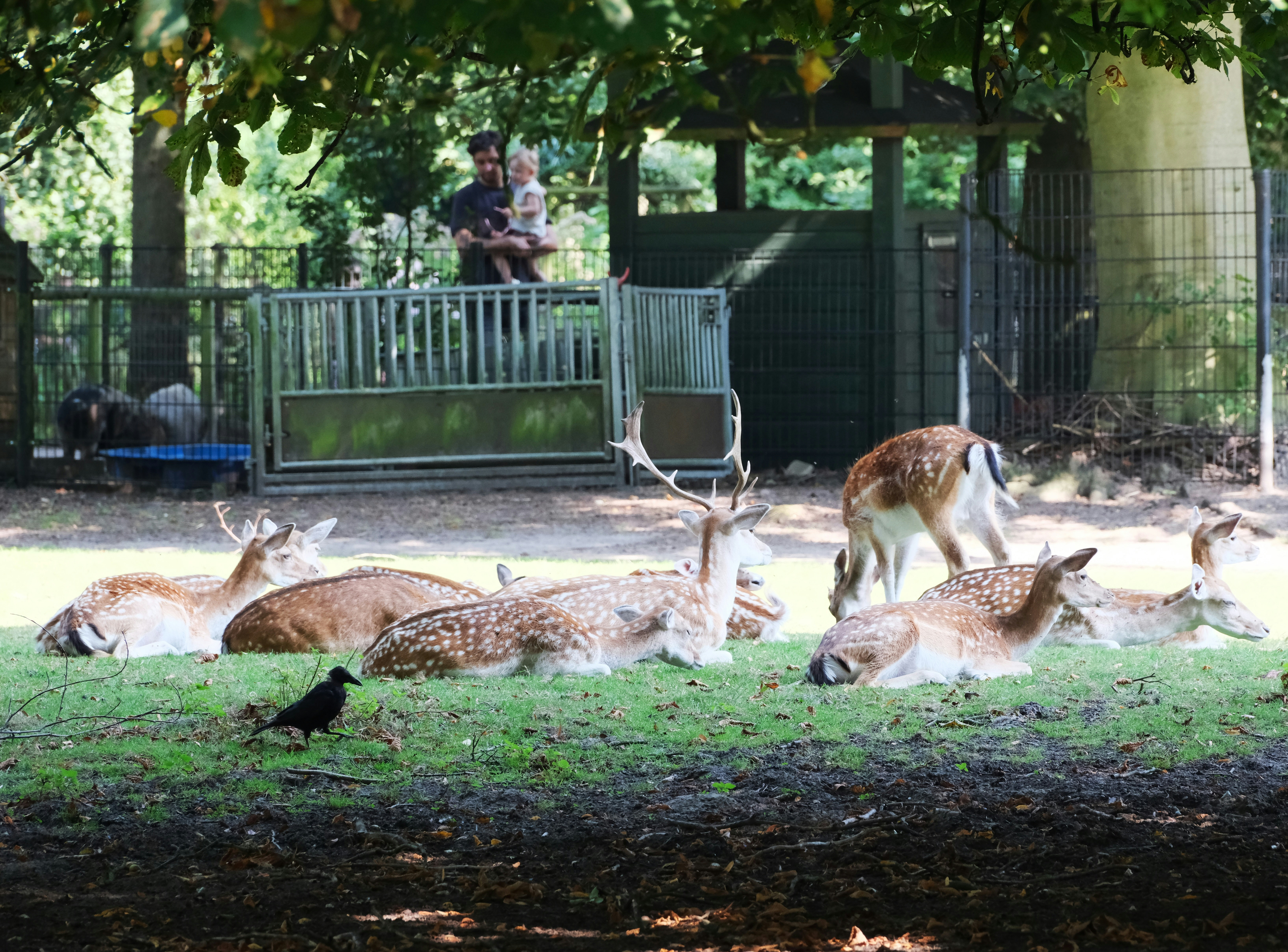 Deer and farm, Netherlands