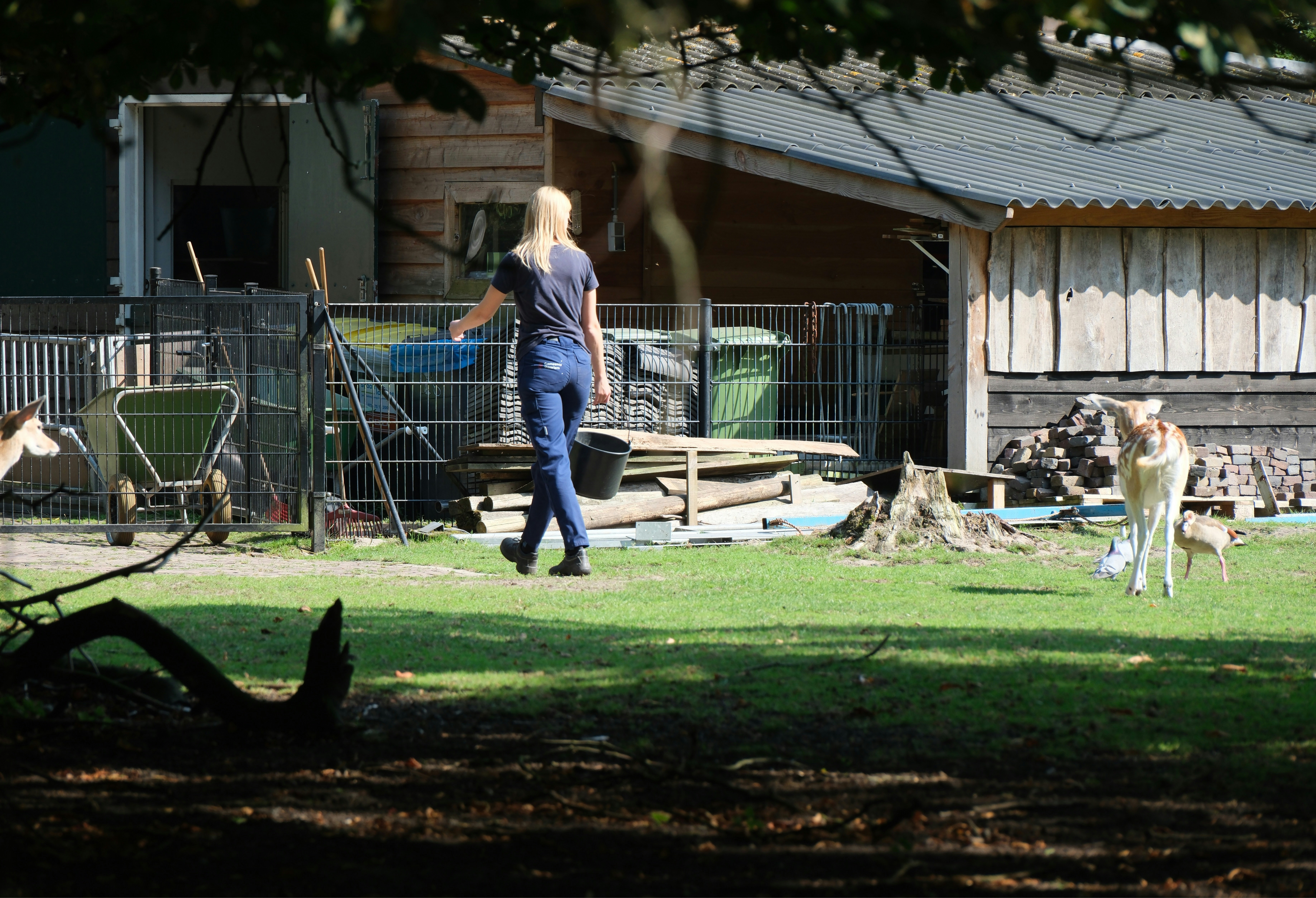 Sunlit Threshold: A Woman Walks Past a Curious Dog in a Rustic Yard