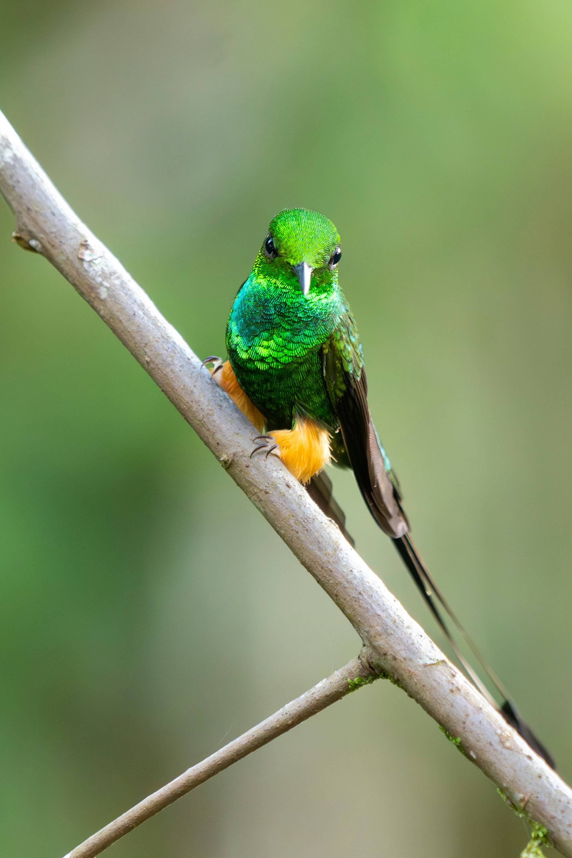 Un pequeño pájaro verde y amarillo sentado en una rama foto – Imagen de ...
