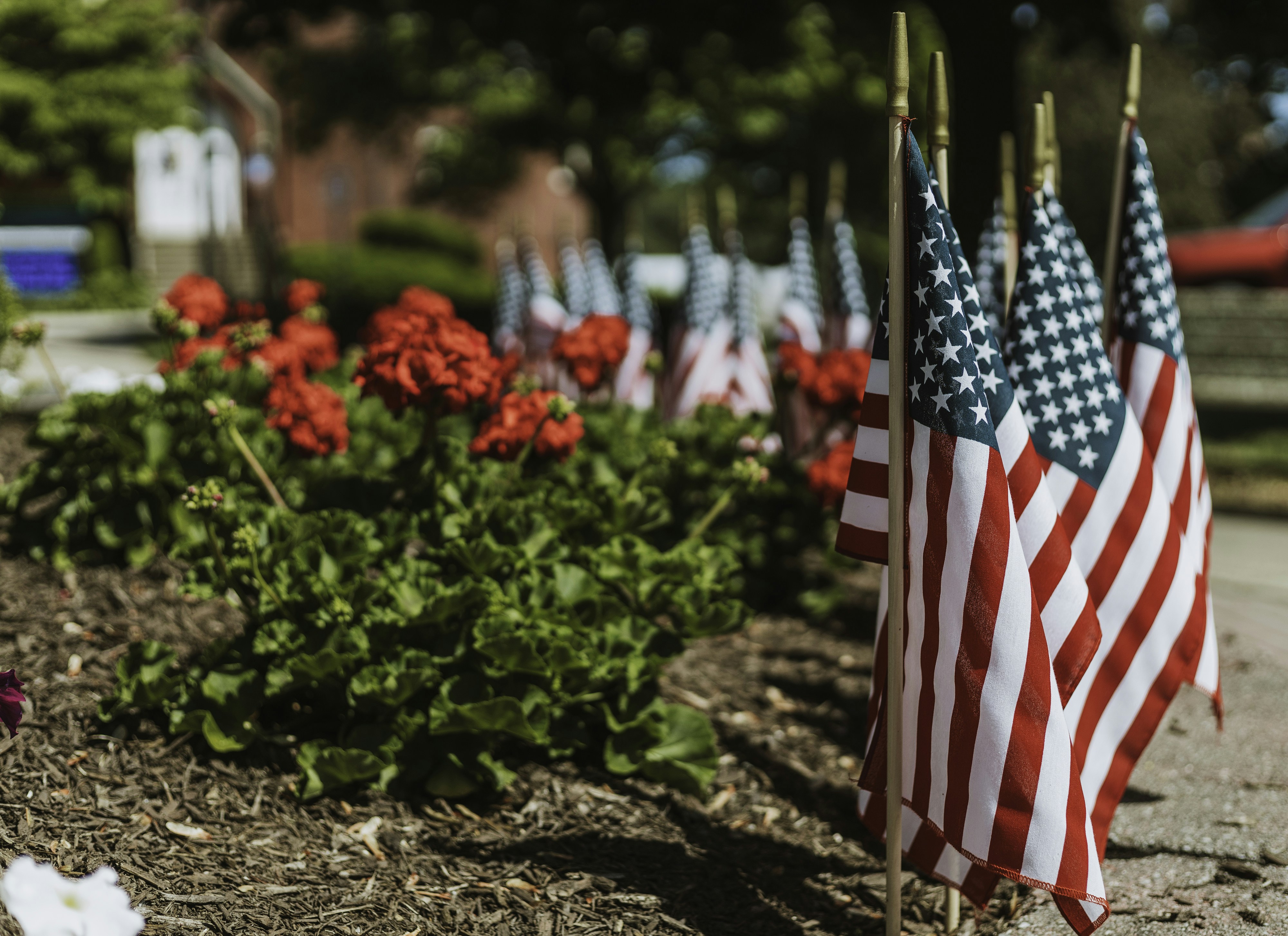 A bunch of american flags sitting in a flower bed photo – Free South ...