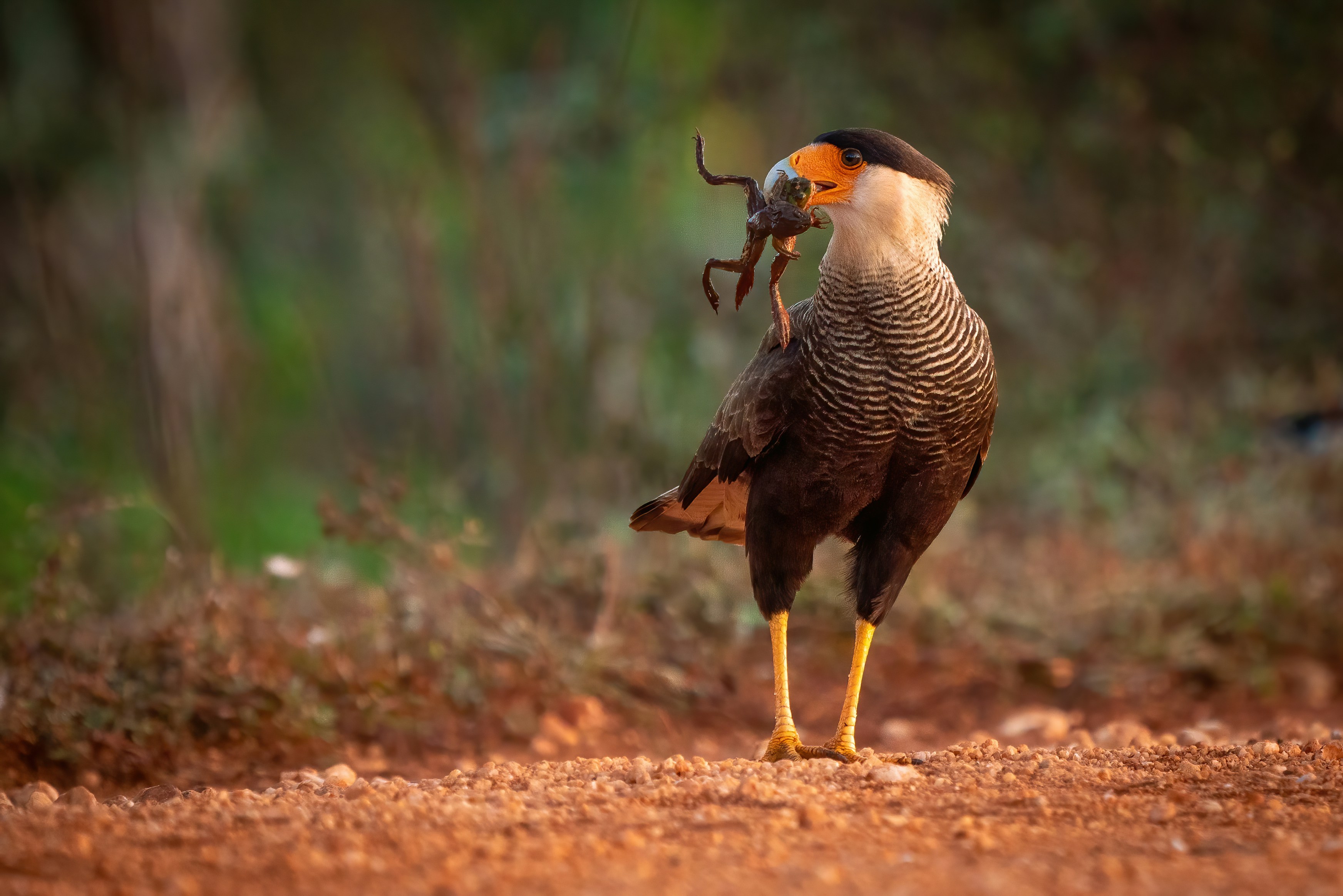 Caracara's Woodland Feast