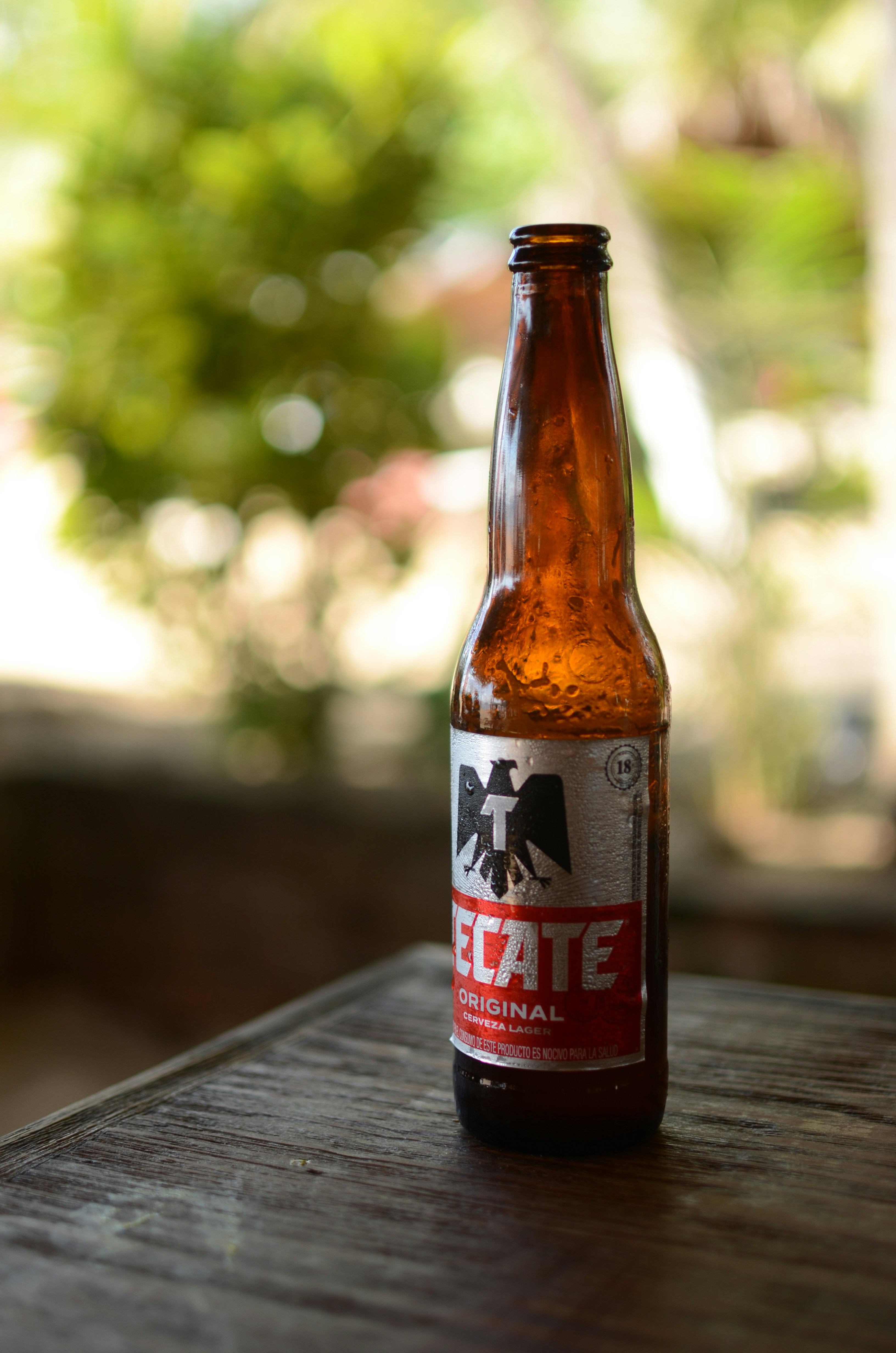 Amber Tecate on Weathered Wood Under Quiet Garden Light