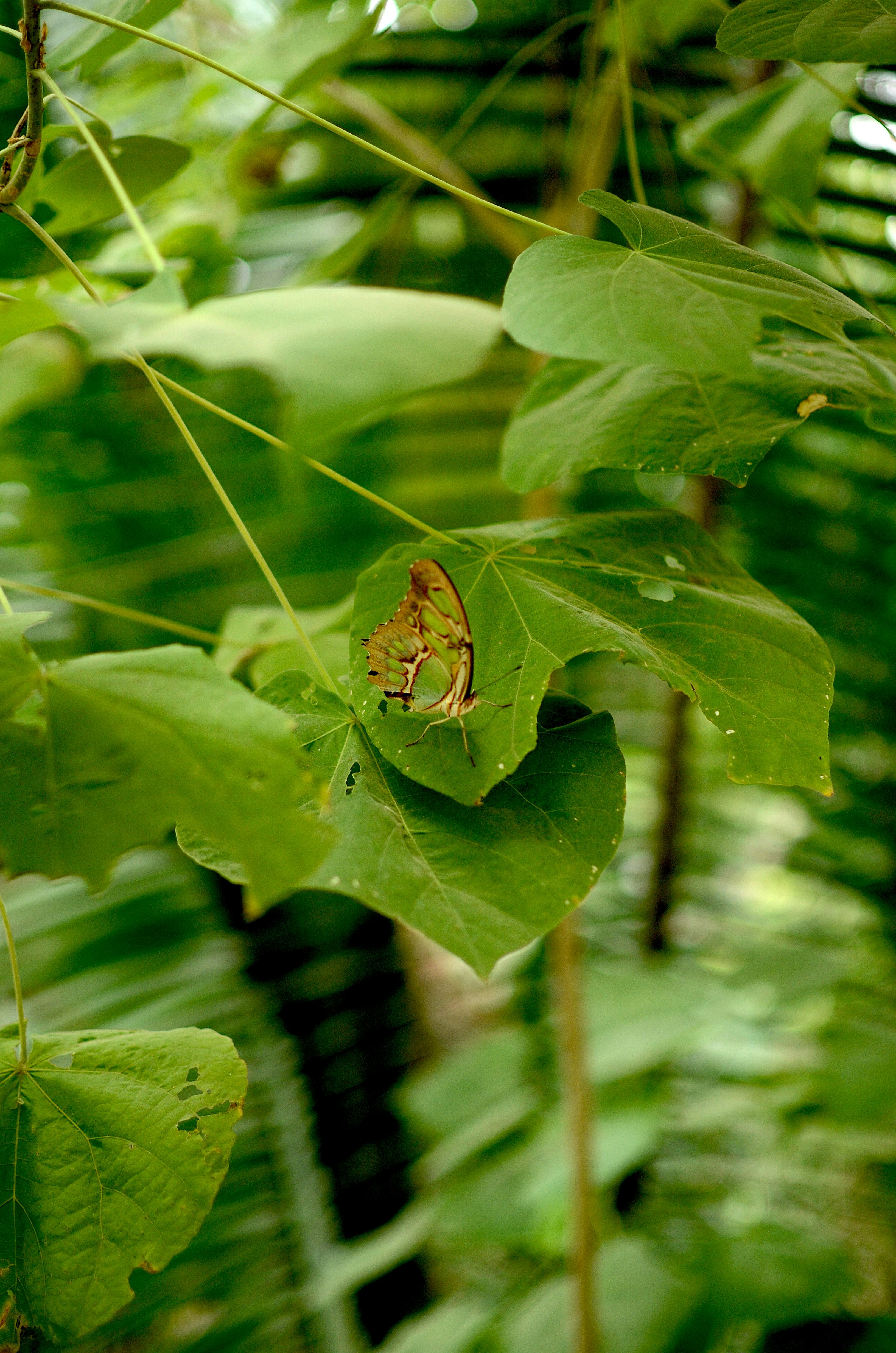 Dappled Quiet: Butterfly at Rest on a Green Leaf