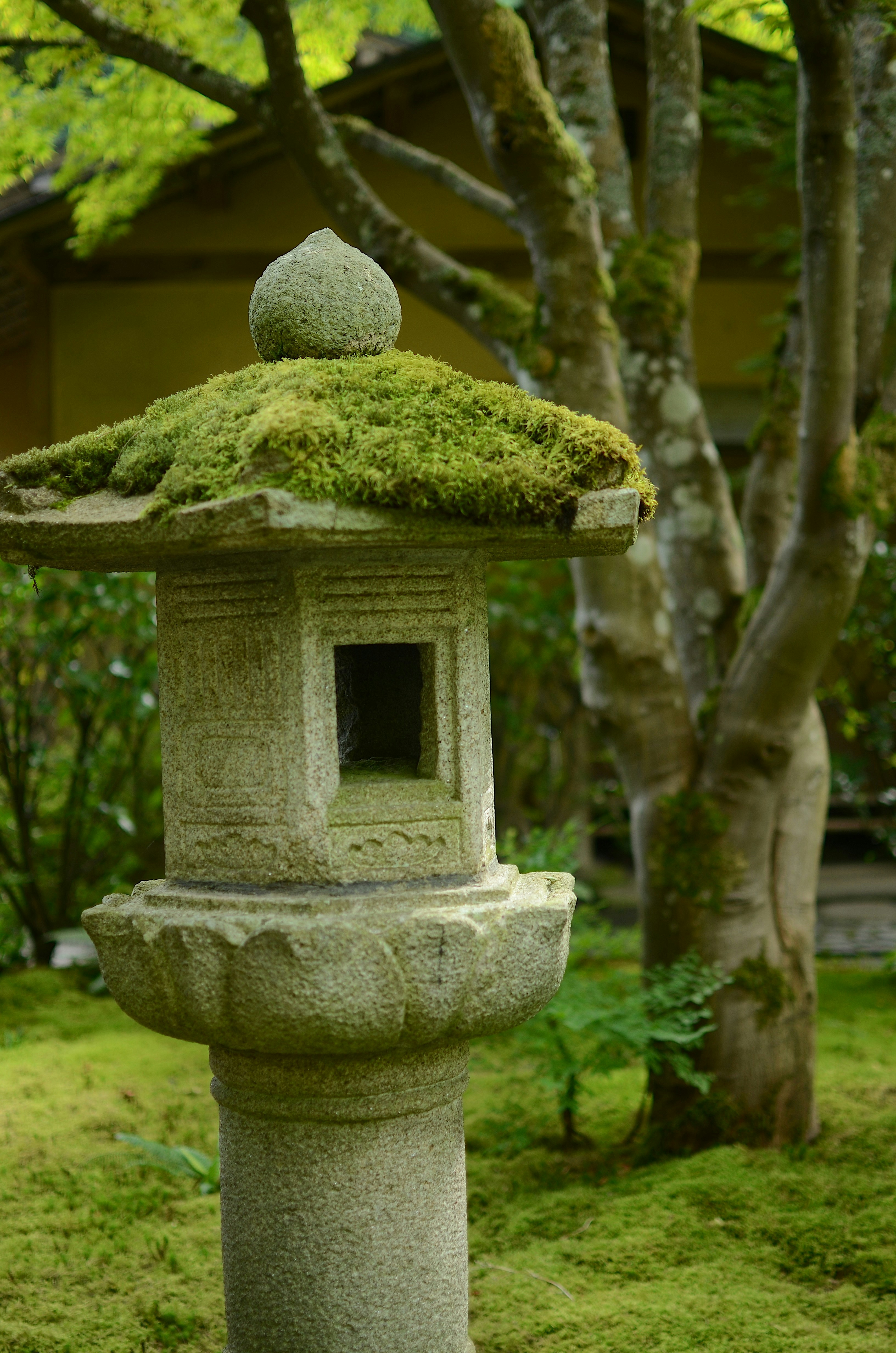 A stone lantern with moss growing on top of it photo – Free Garden ...