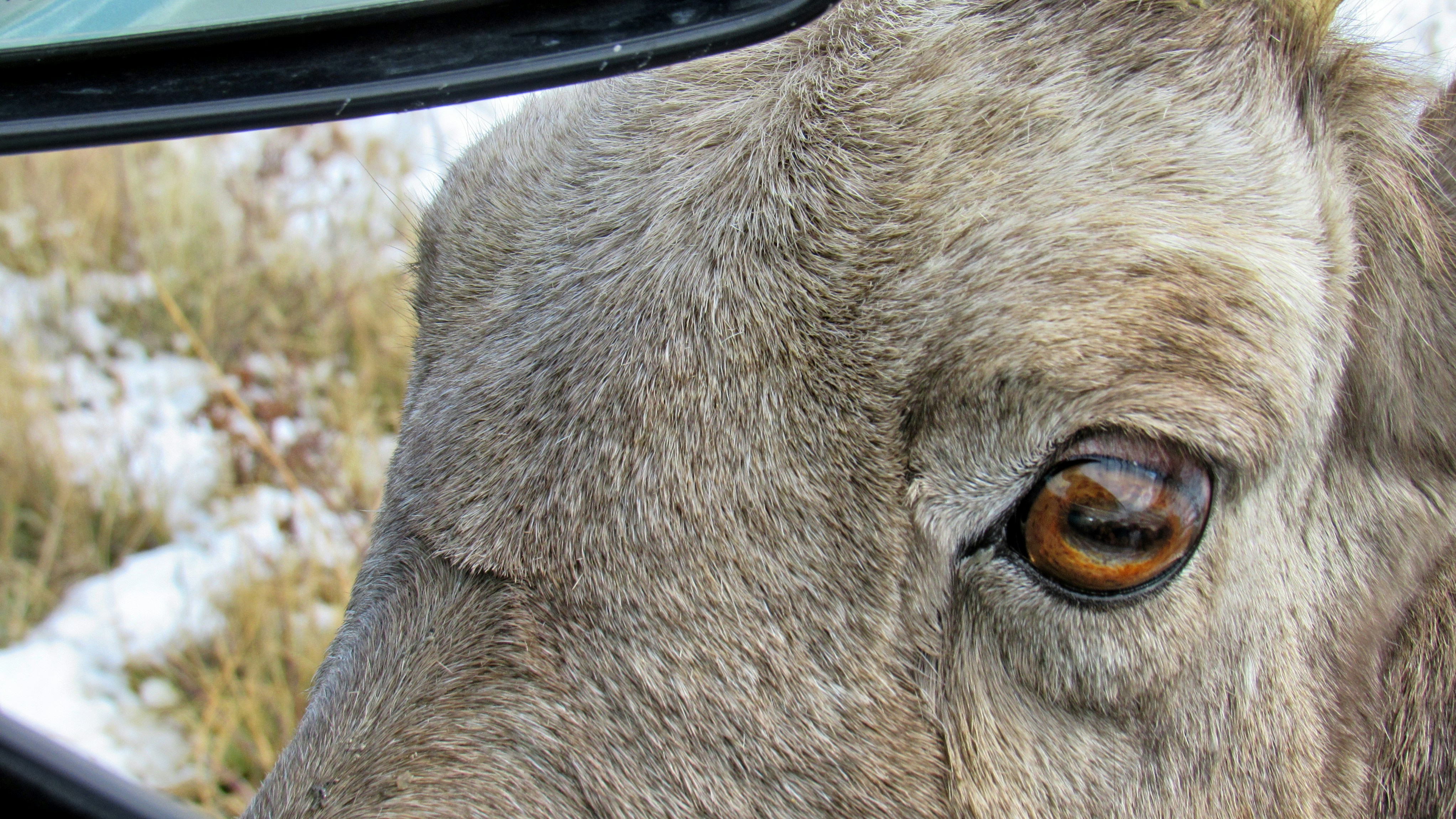 Close-up Gaze: a Primal Window to the Wild