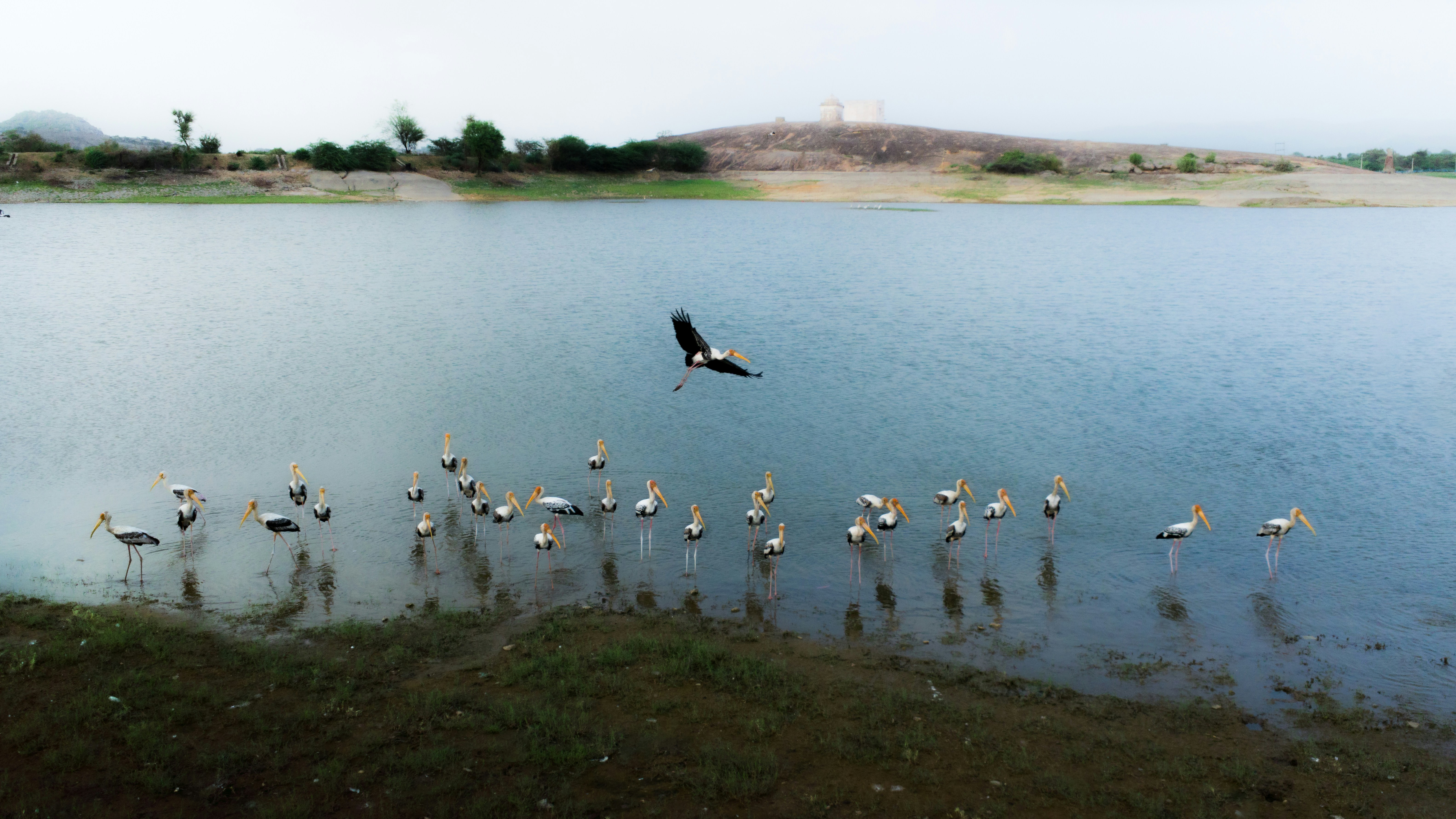 Midair Interlude: A Lone Bird Breaks from the Flock Over a Quiet Lakeside