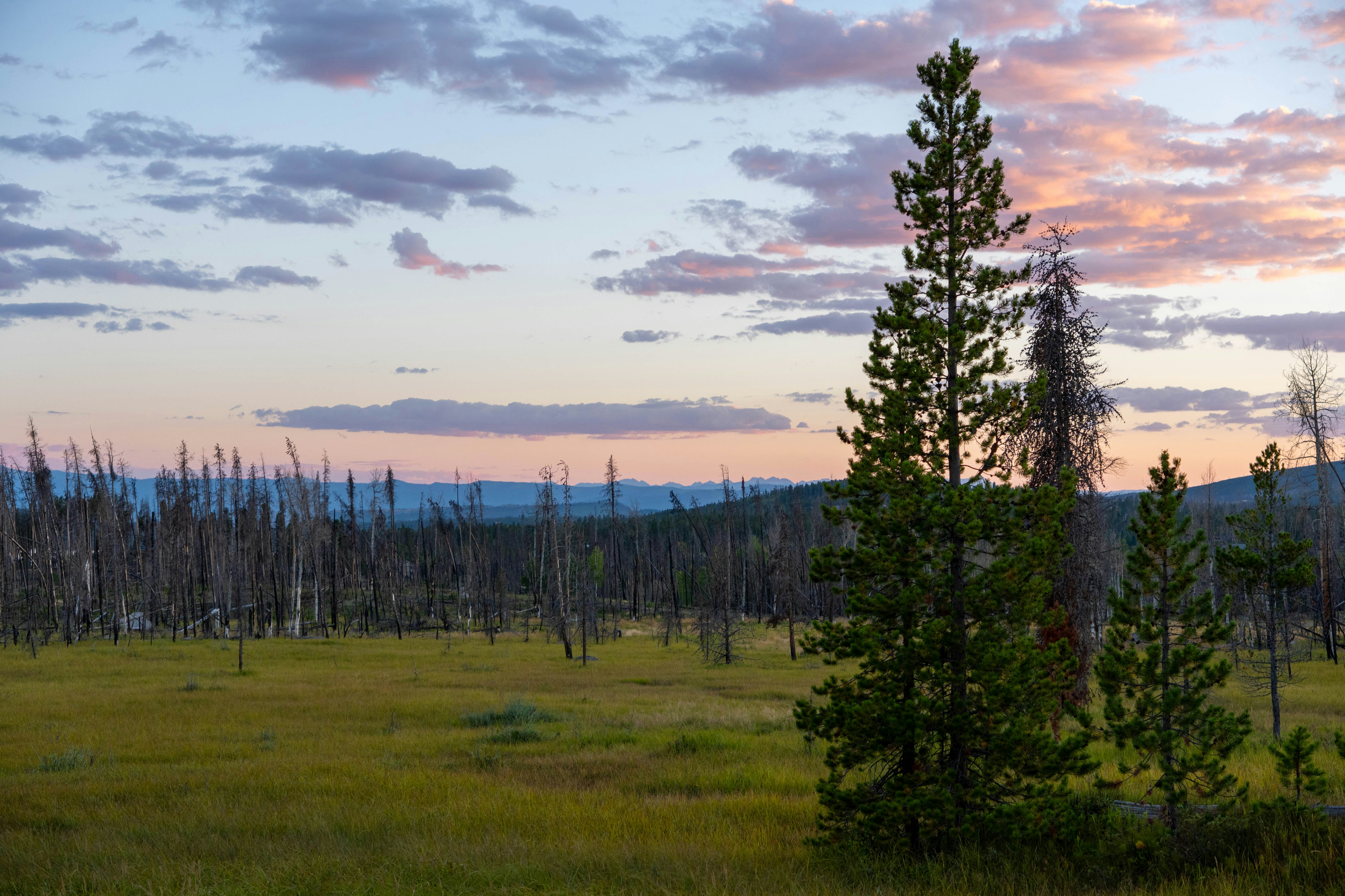Lush meadow with scattered trees under a colorful sunset sky.