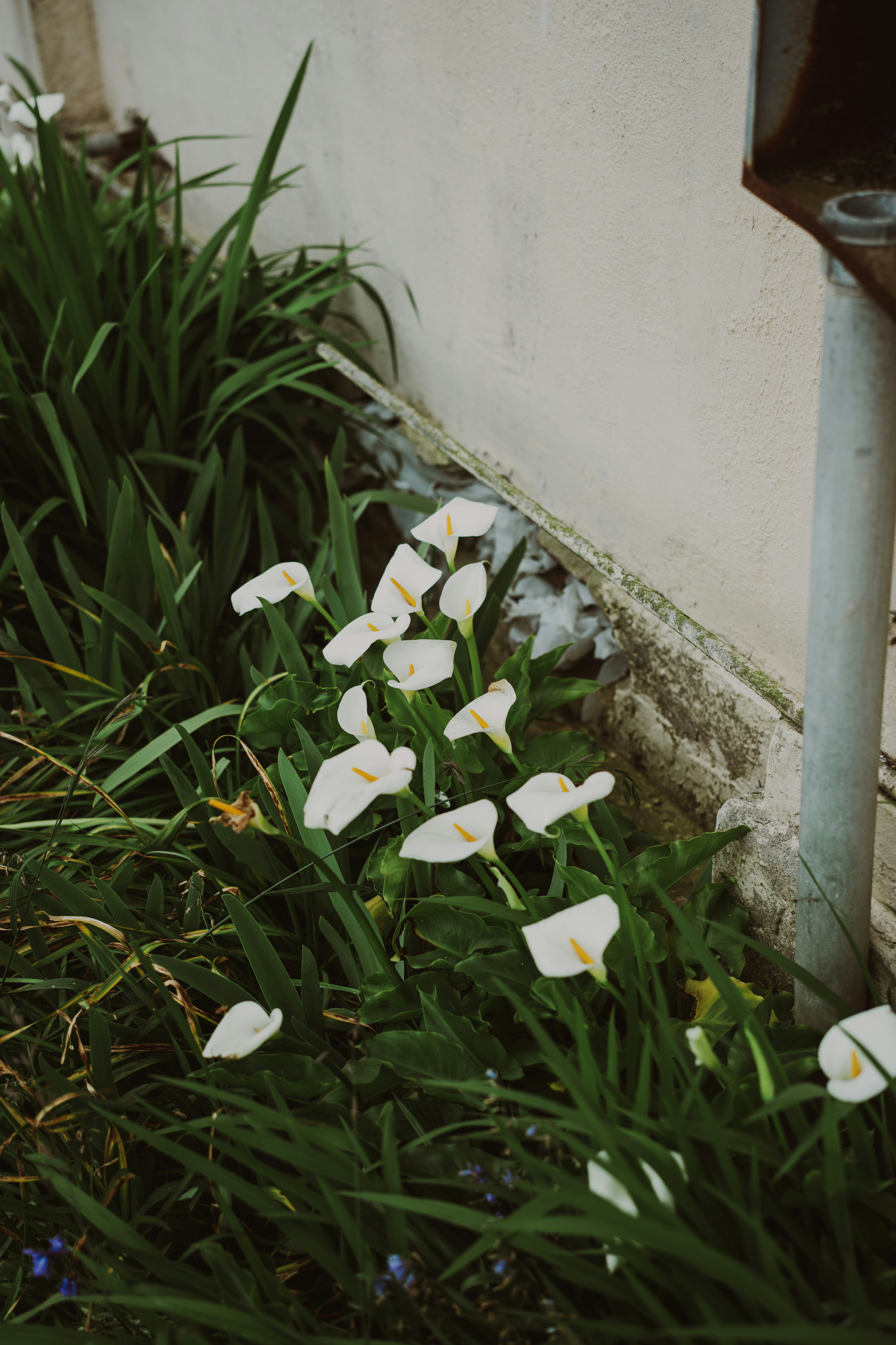 Calla Lilies Framing a Mossy Wall and Downspout