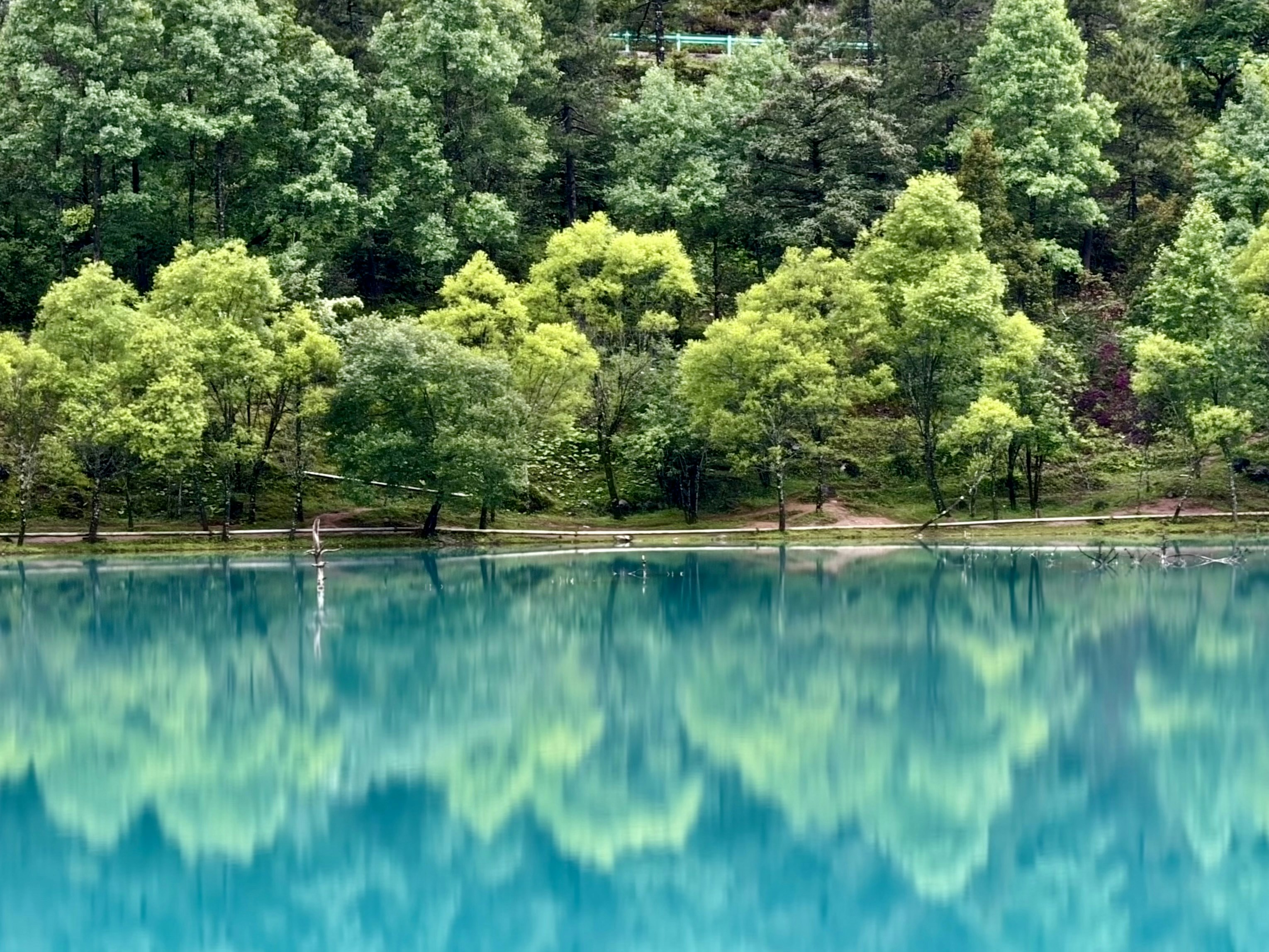 Emerald Glass Lake: Reflections of a Verdant Canopy