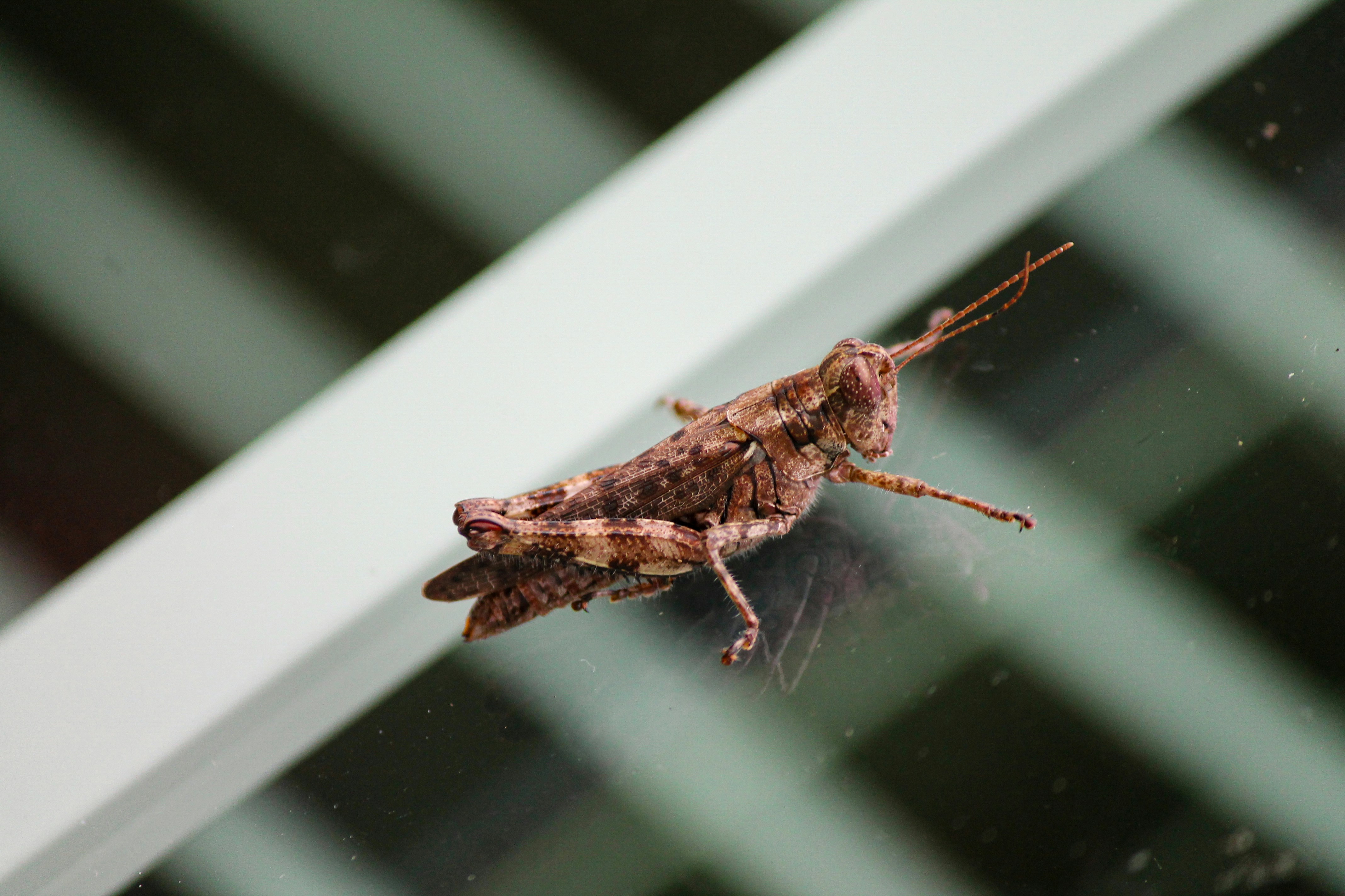 A bug that is sitting on a window sill photo – Free Animal Image on ...