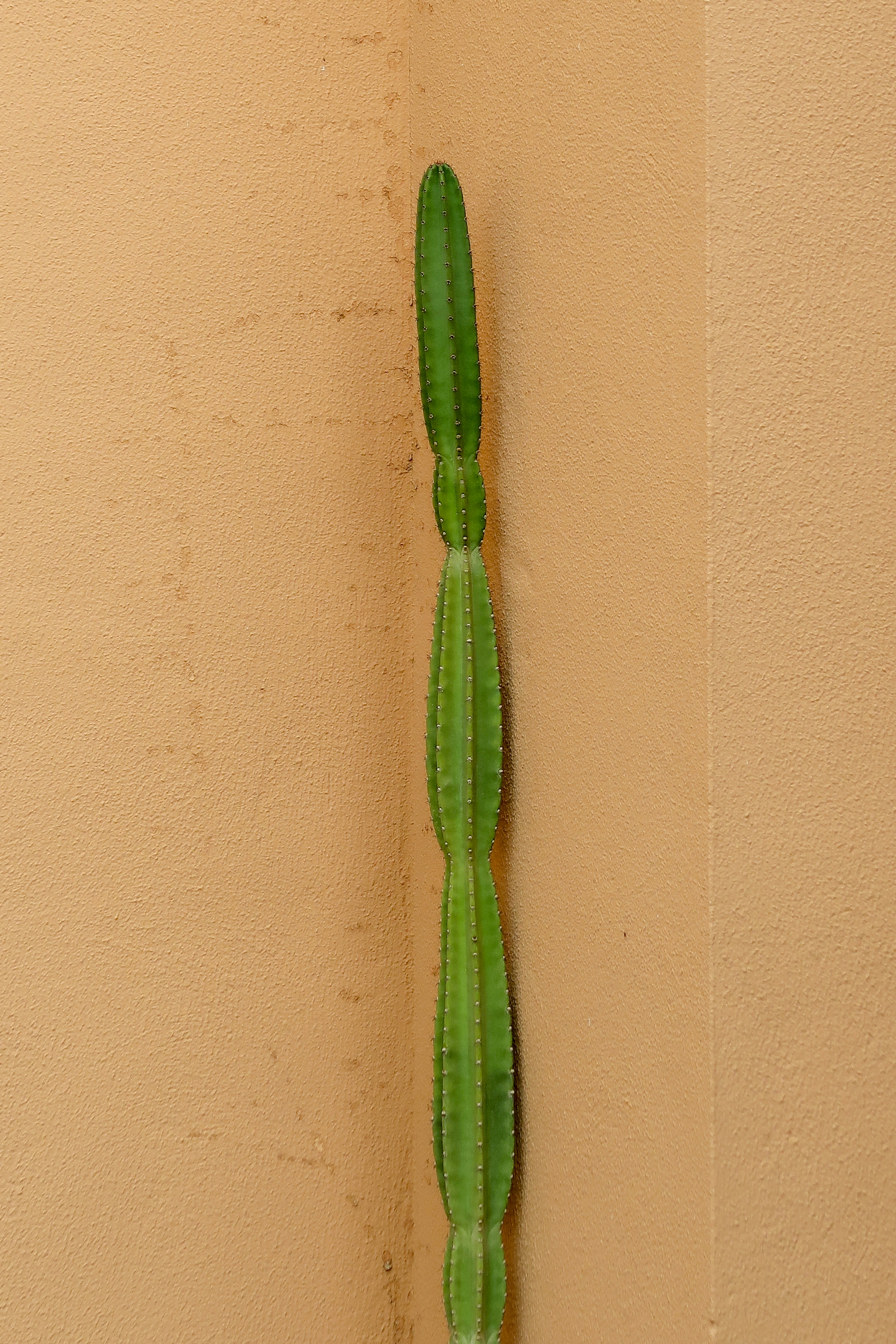 Desert Column Against Peach Stucco