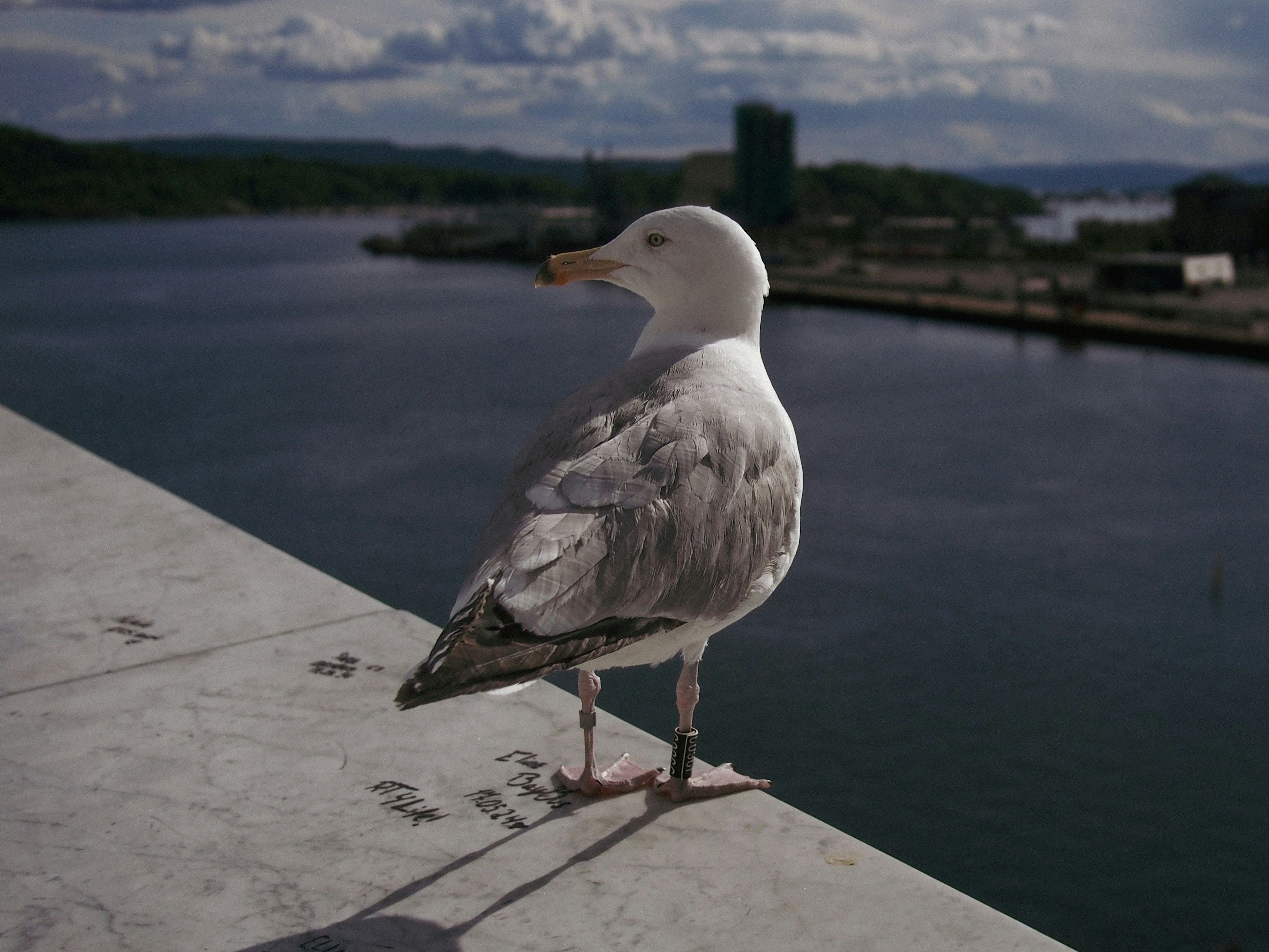 A seagull standing on the edge of building, with the background of Oslo city.