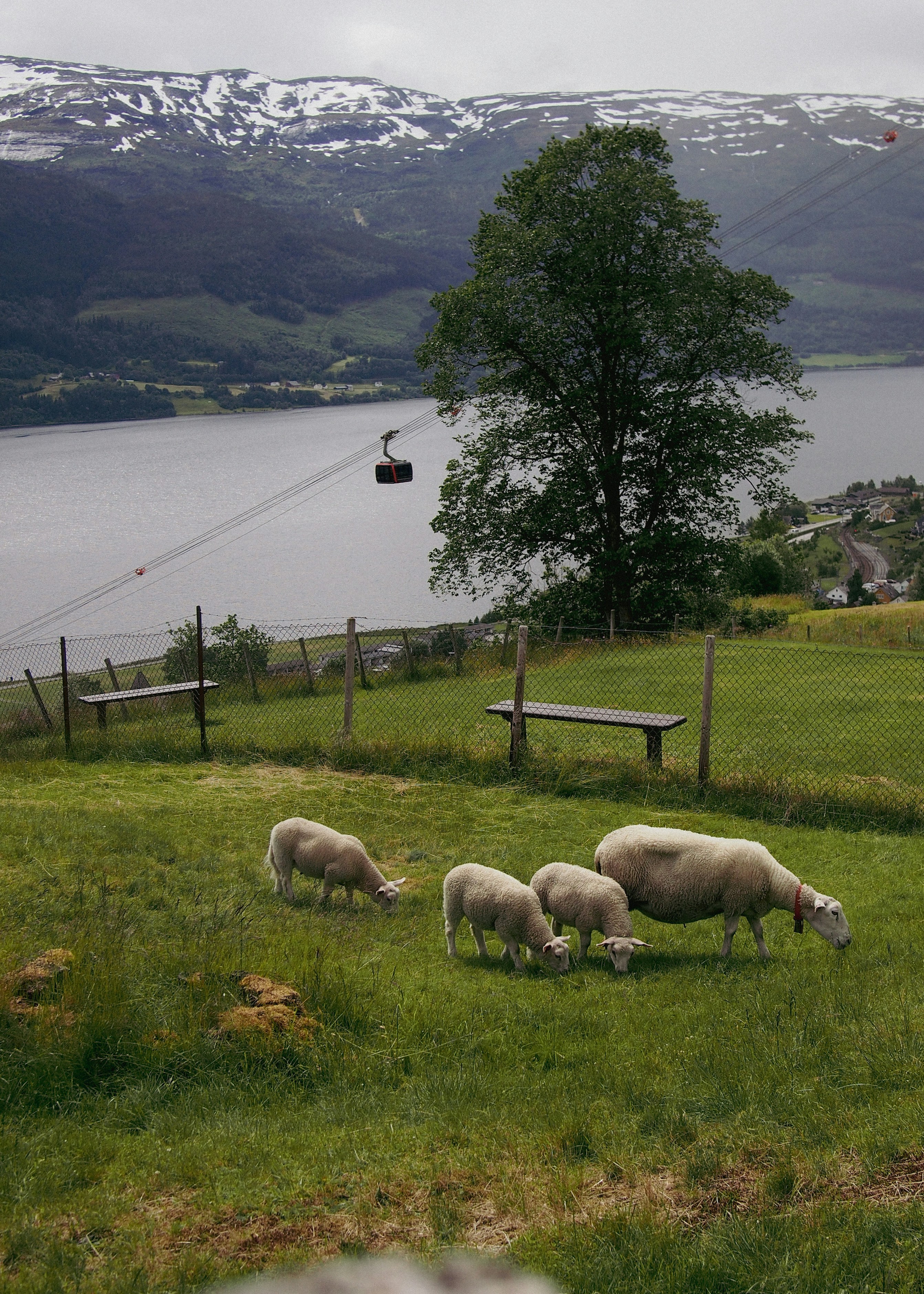 Green Pastures Beneath Snow-Kissed Peaks and a Quiet Cable Car Crossing