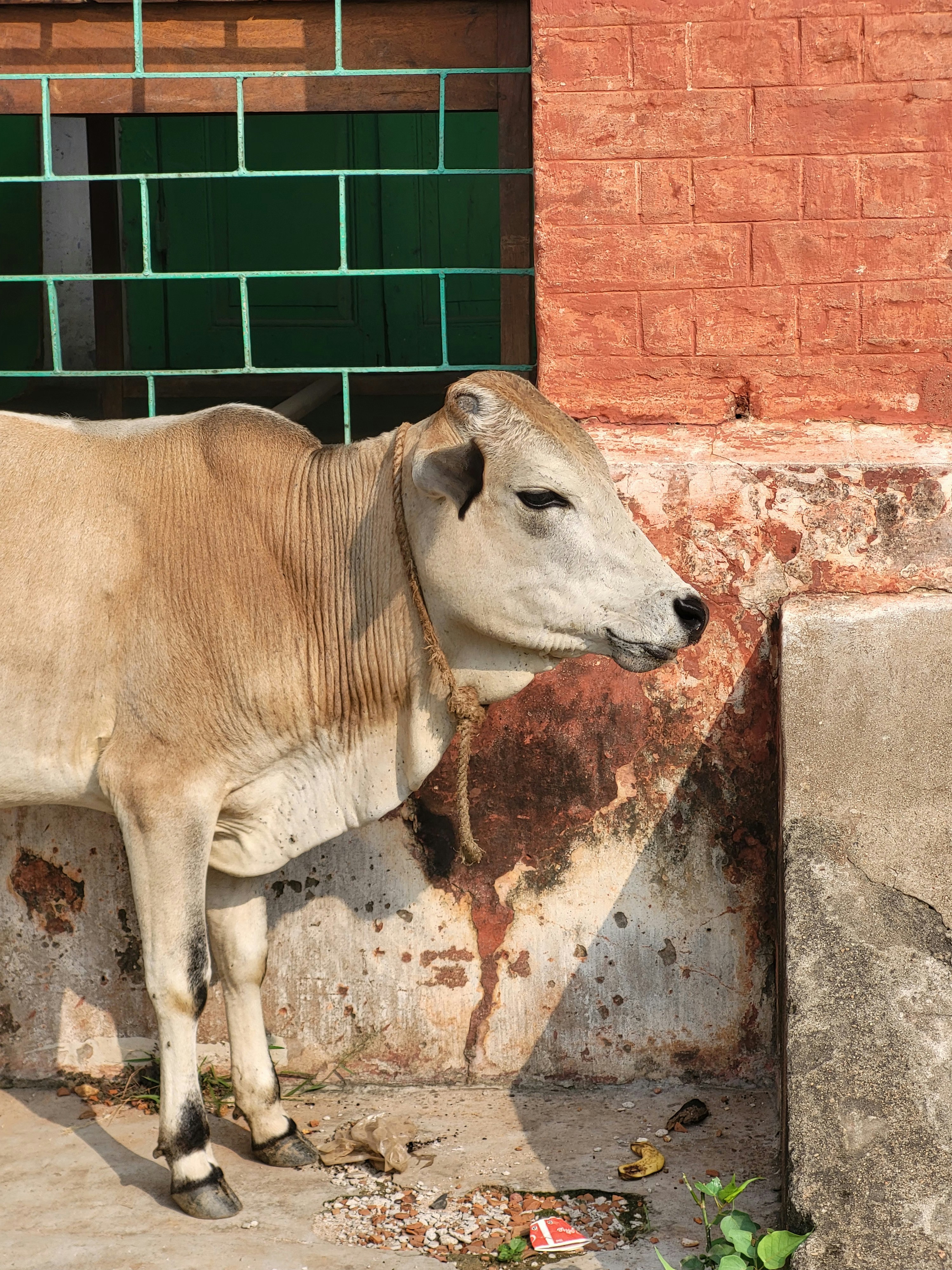 A light-brown cow stands beside a sun-warmed brick wall with a green barred window behind.