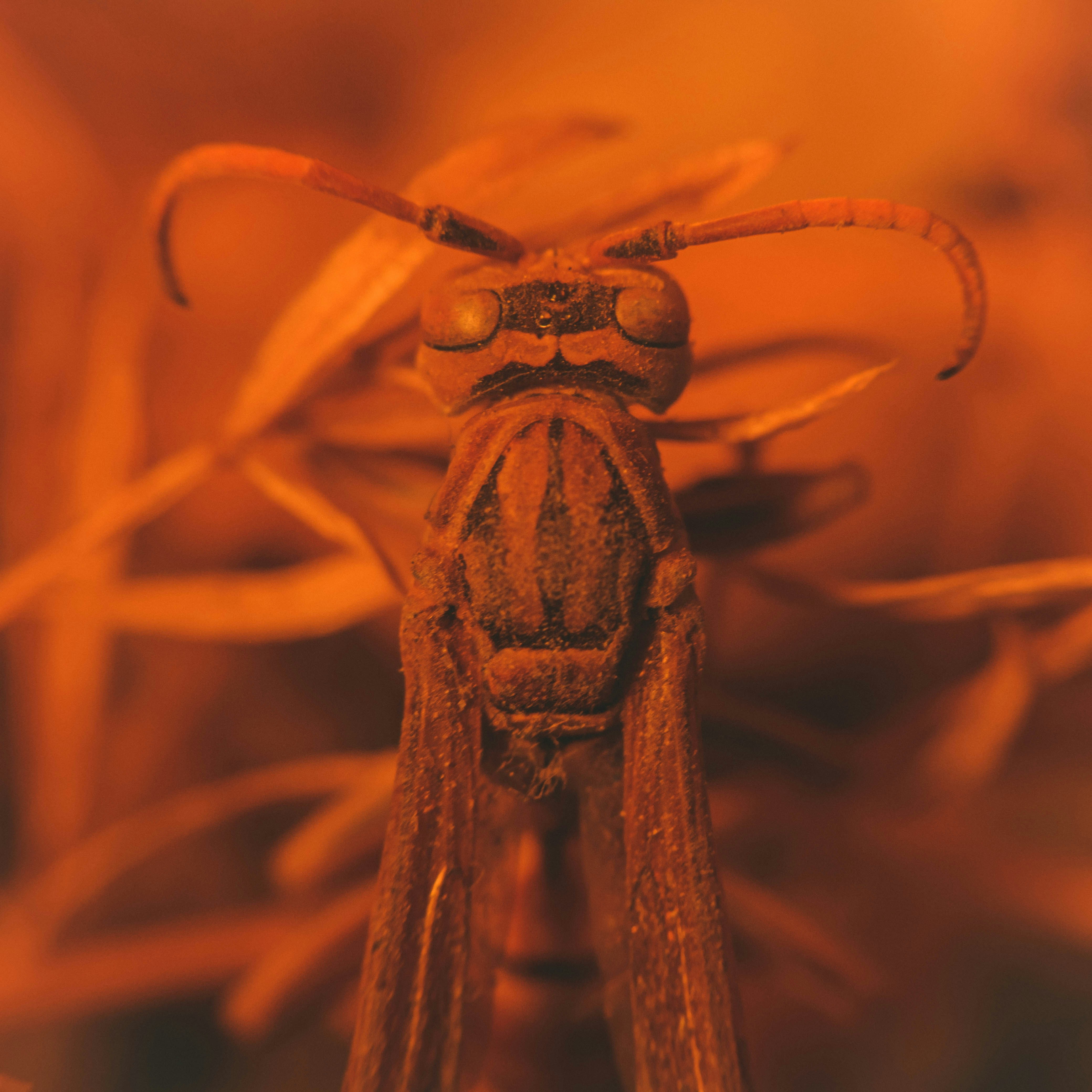Amber Macro Portrait: The Wasp's Intense Gaze
