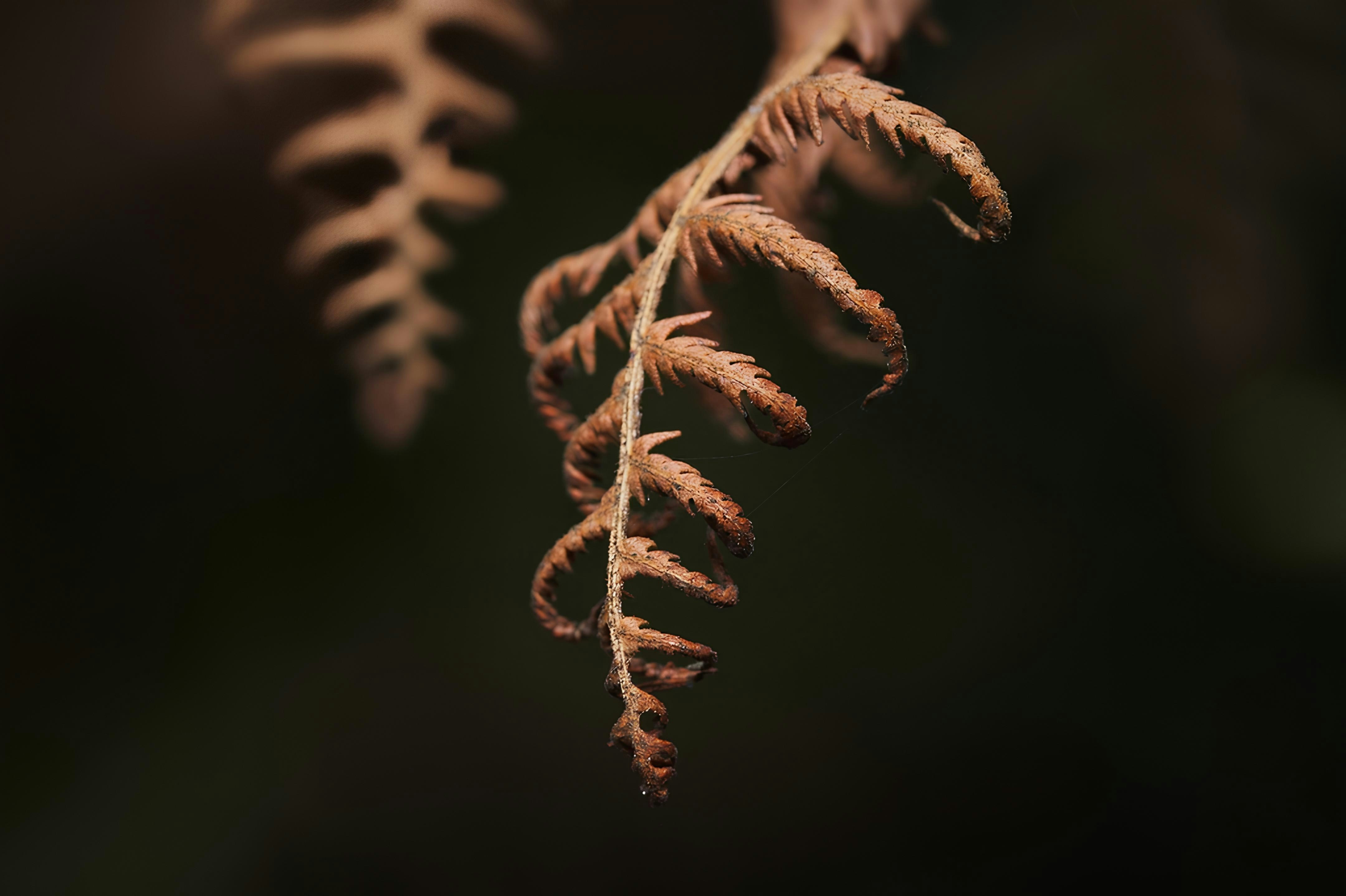 Withered Fern Frond Reaching into Velvet Darkness