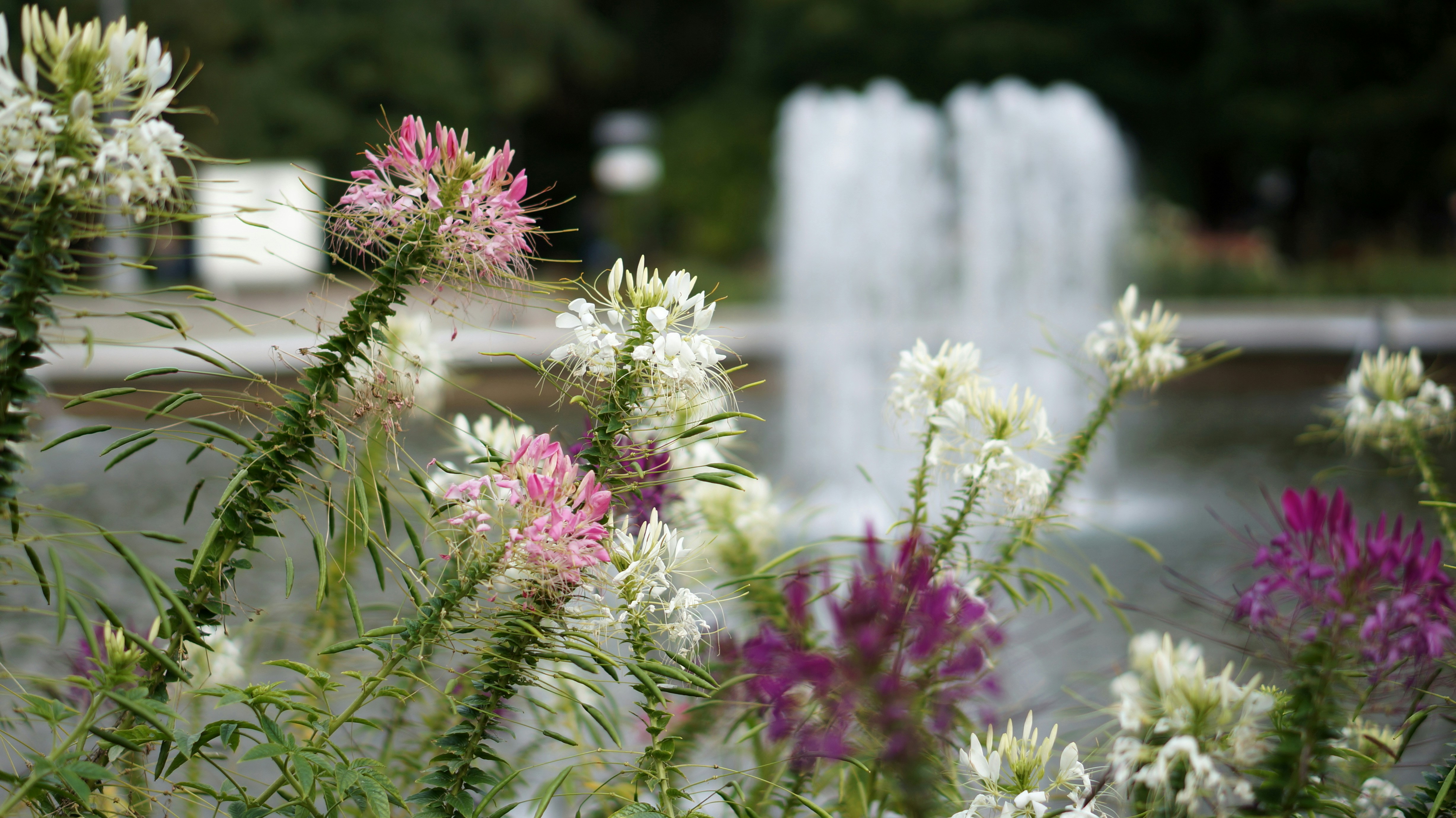 Floral Fanfare by the Fountain