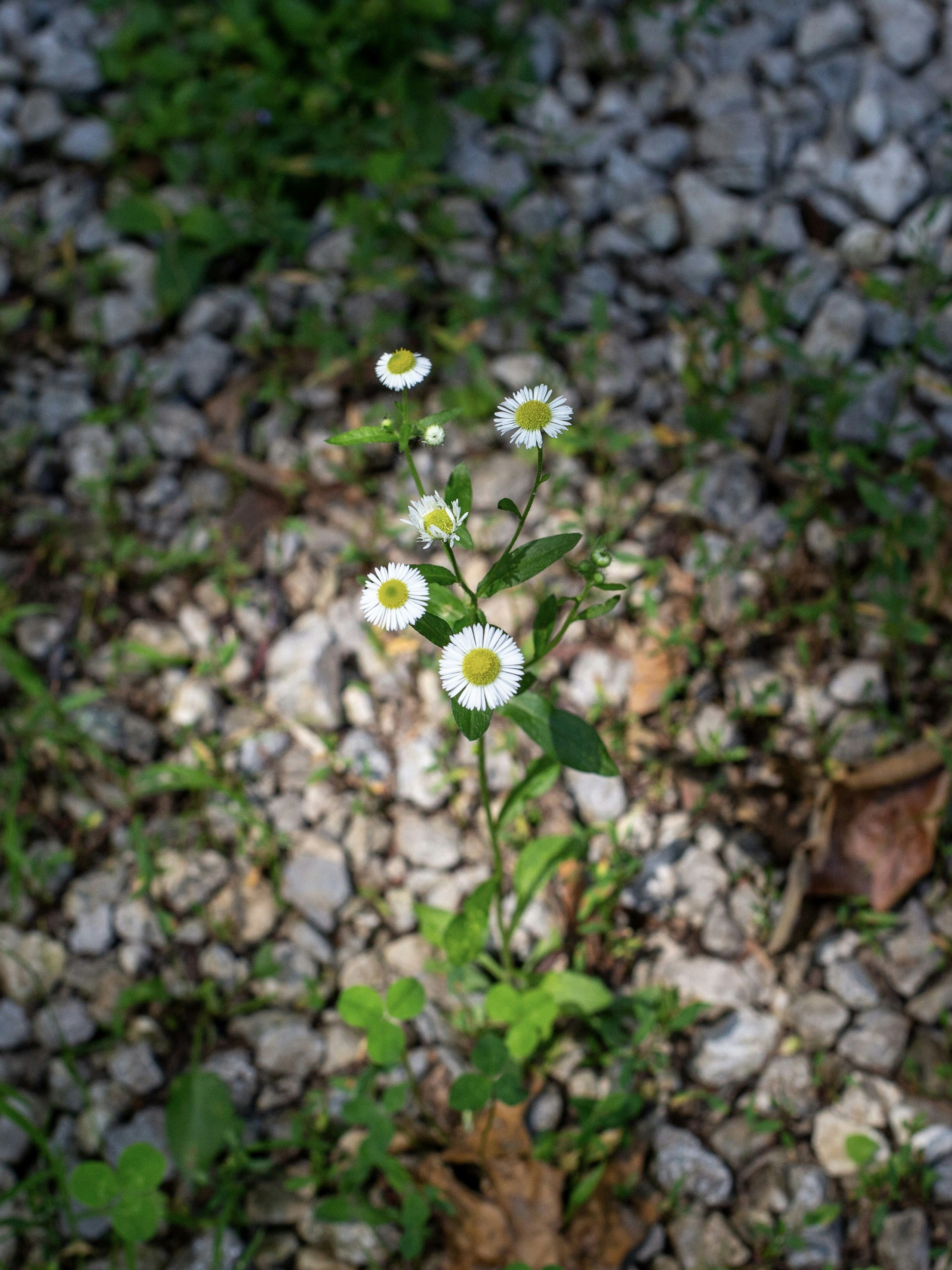 Pebble-field Portrait: a lone daisy rises through gravel