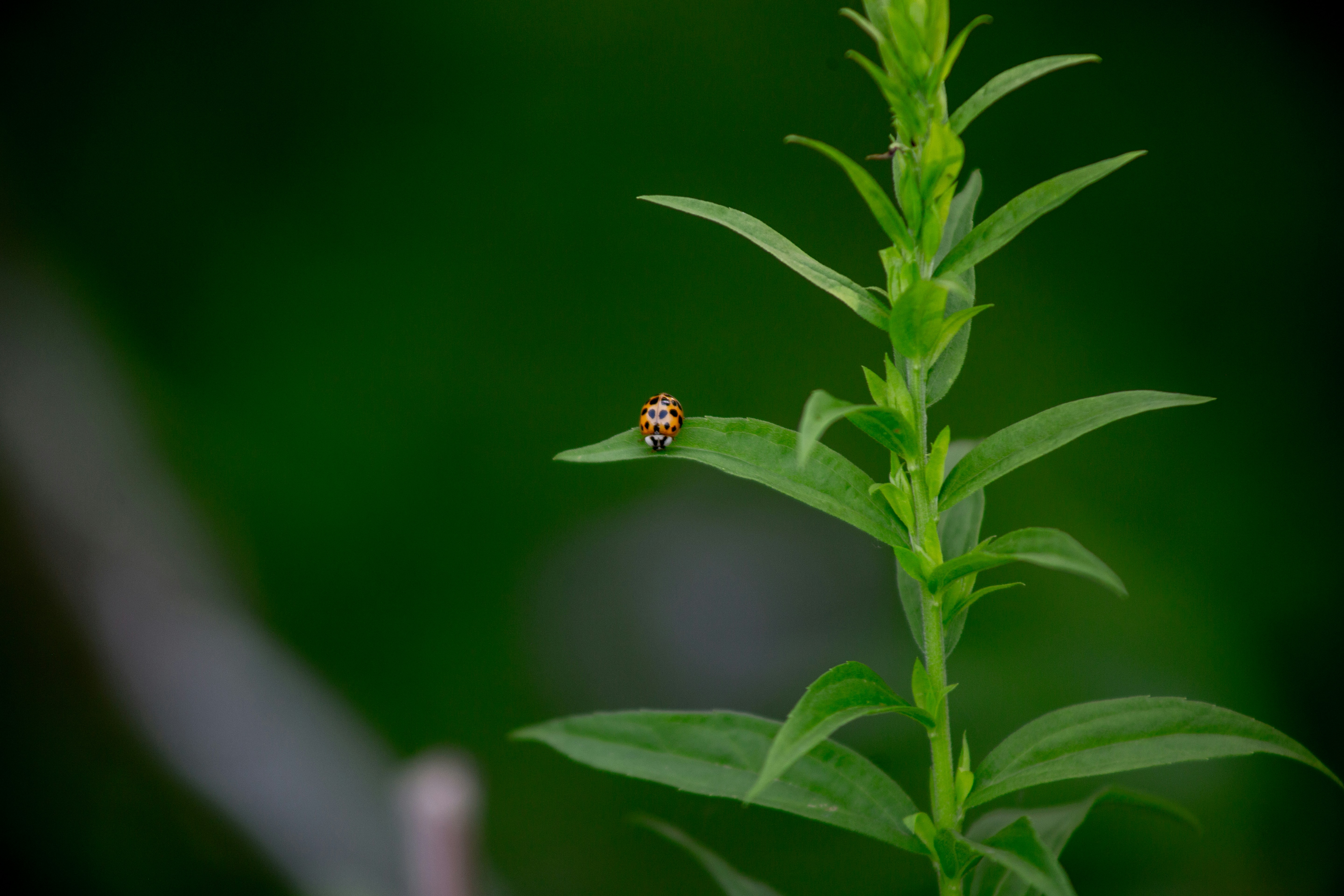 Scarlet Scout on a Delicate Green Stem