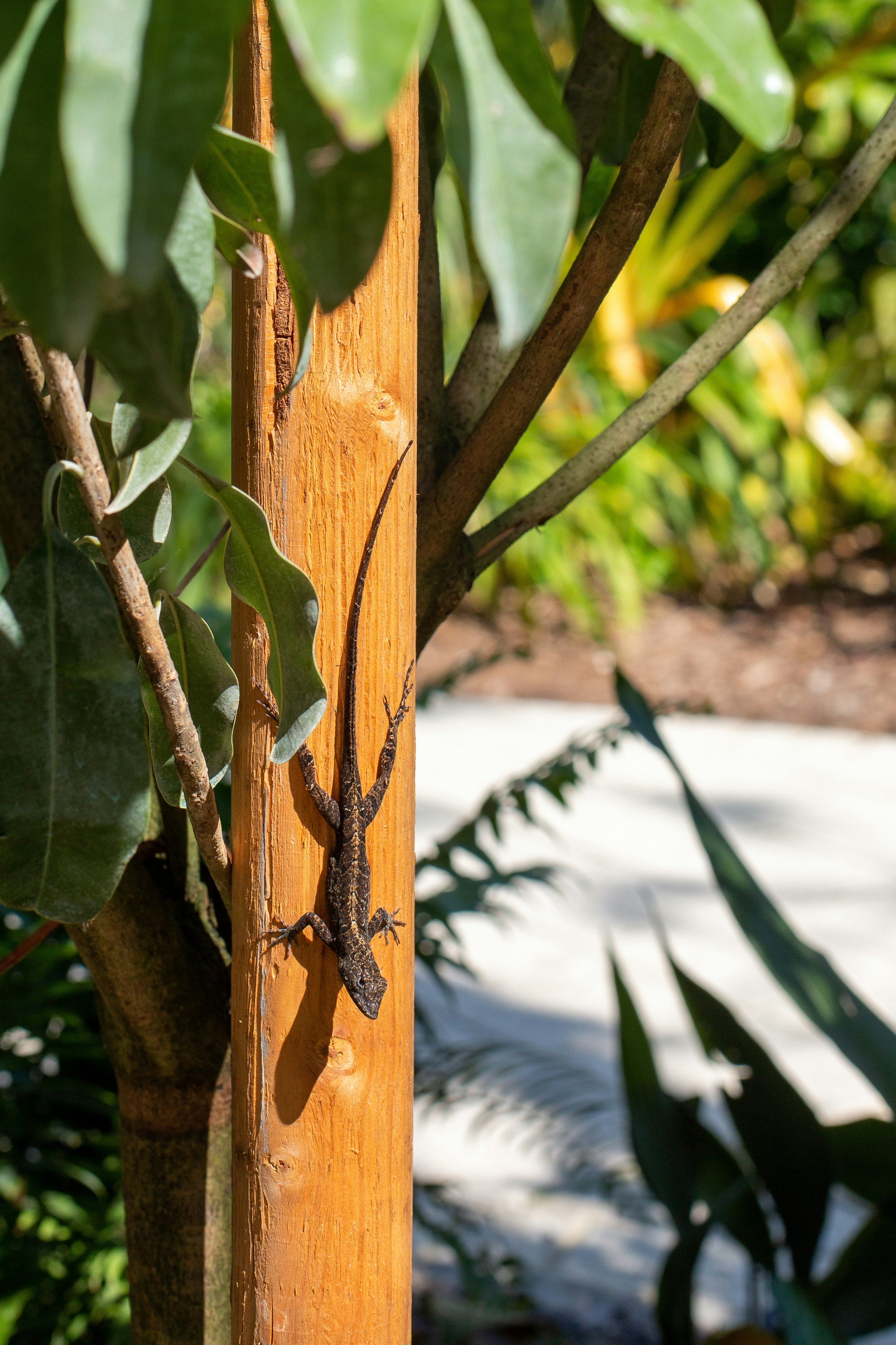 Sun-warmed Gecko Clings to a Wooden Post Amid Lush Garden Foliage