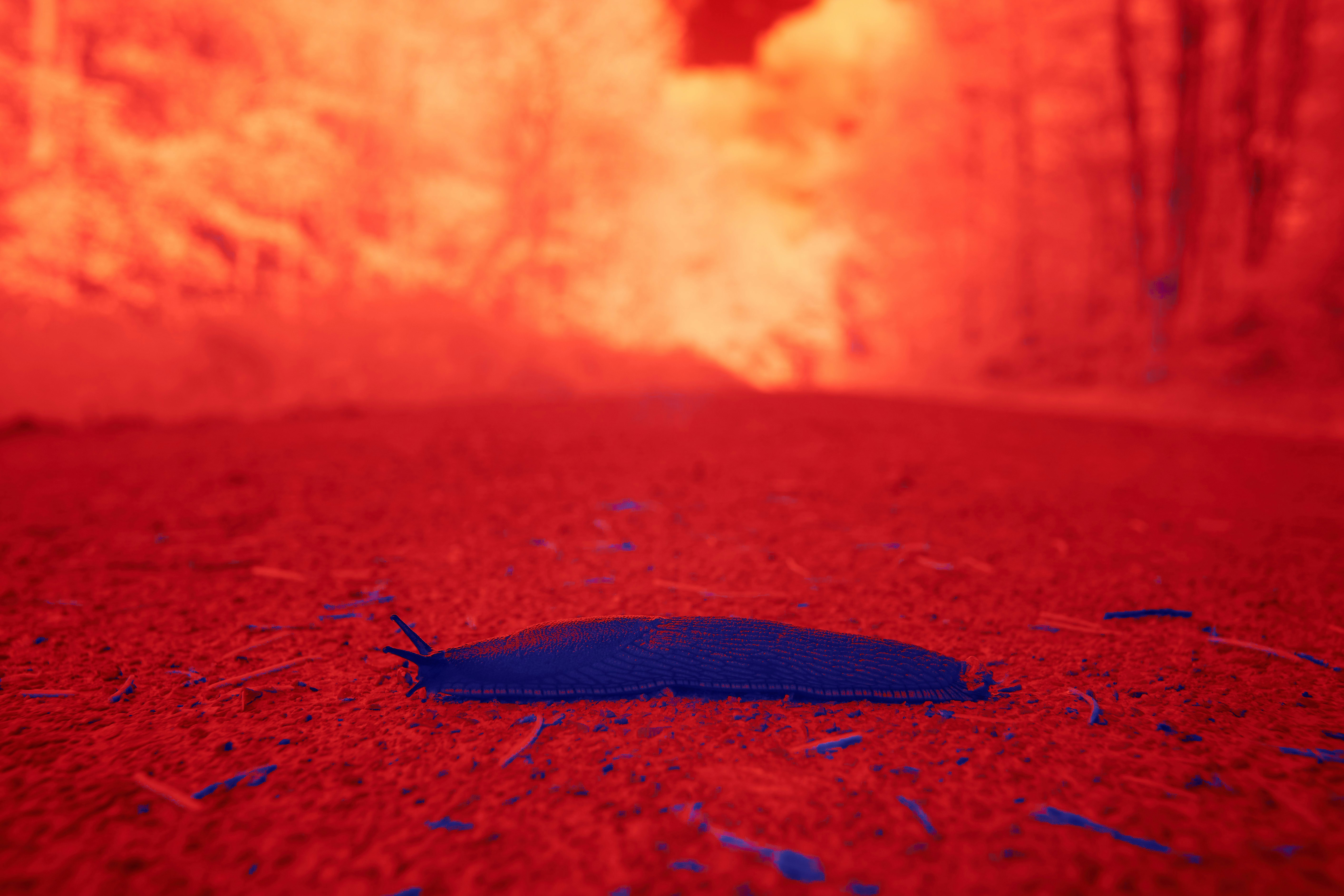 A blue object on the ground in front of a fire photo – Free Mountain ...