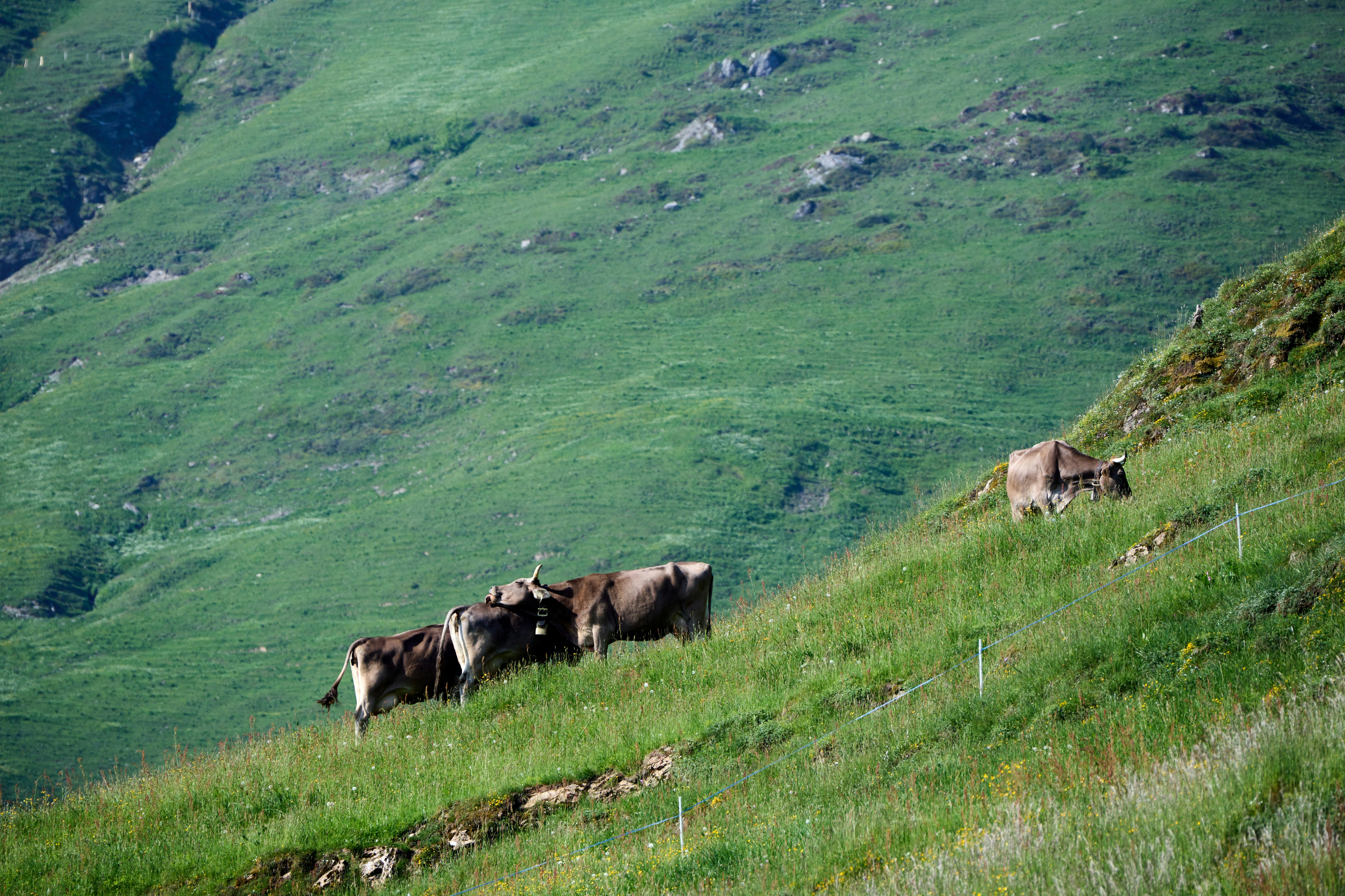 Photo by Wolfgang Hasselmann with Sony Alpha 7 IV