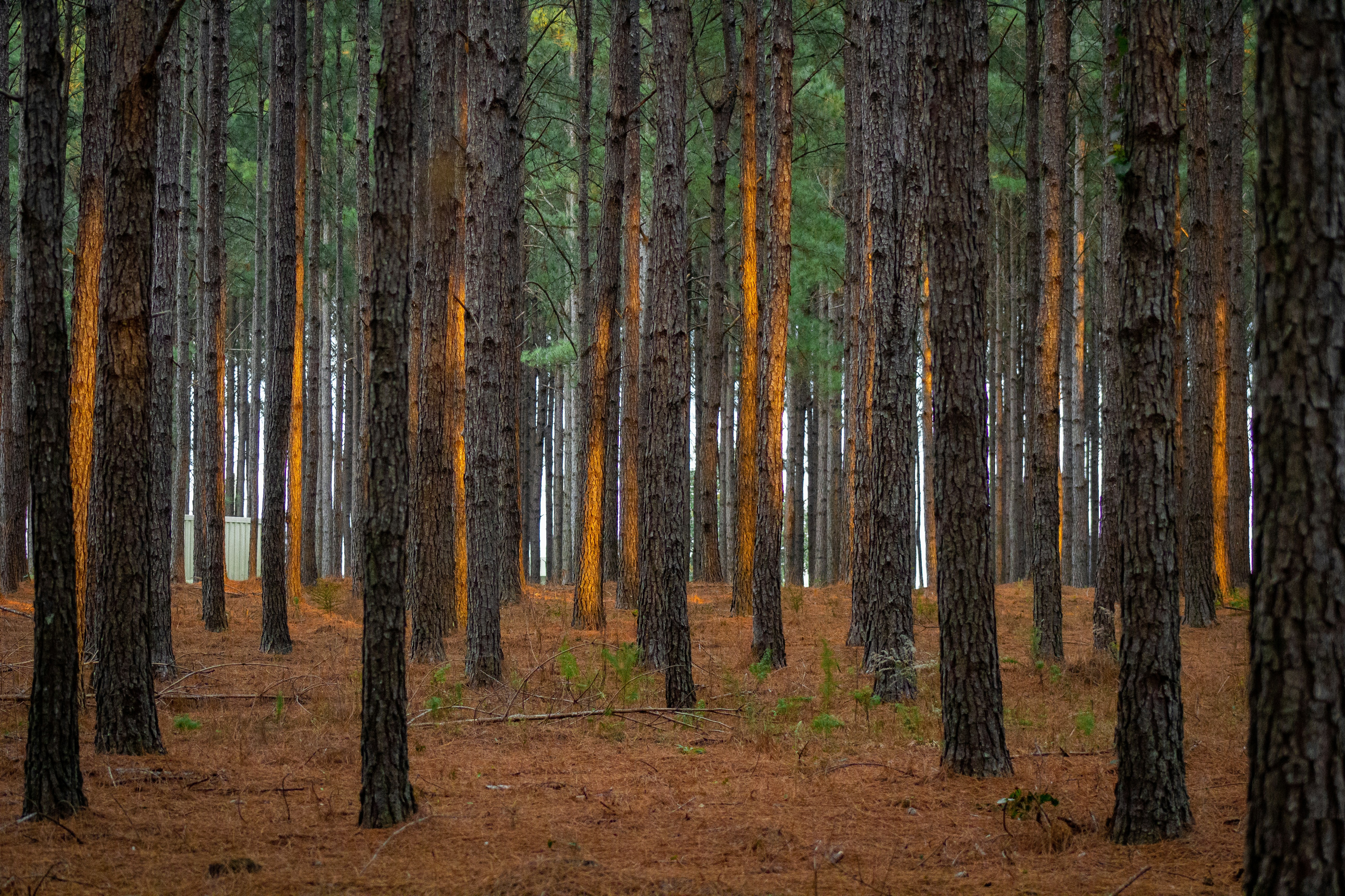 A forest filled with lots of tall pine trees photo – Free Forest Image ...