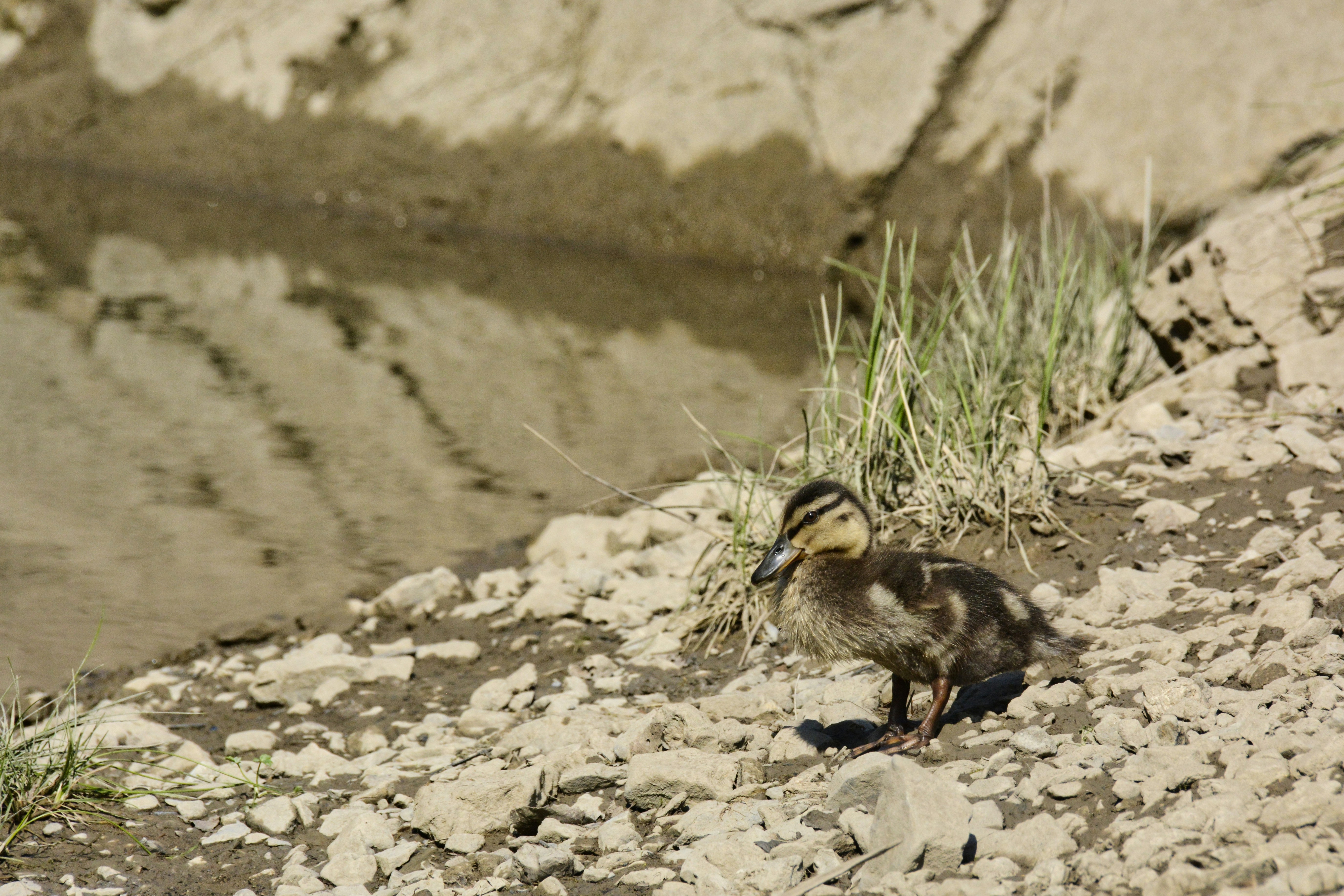 Duckling at the Riverbank: Warm Light on Gravel and Grass