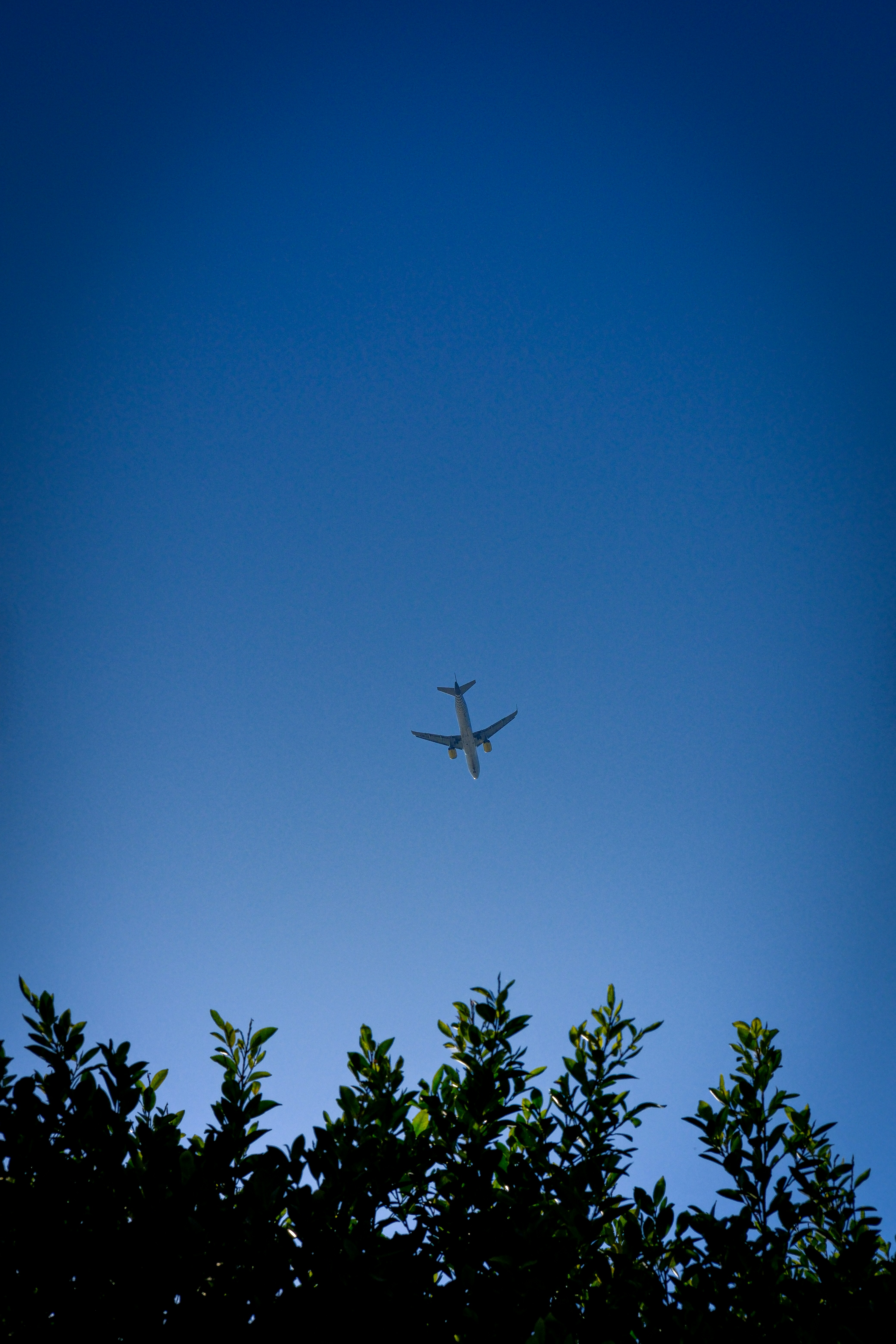 Azure Crossing: A Jet Slices Through a Quiet Sky Above Leafy Foliage