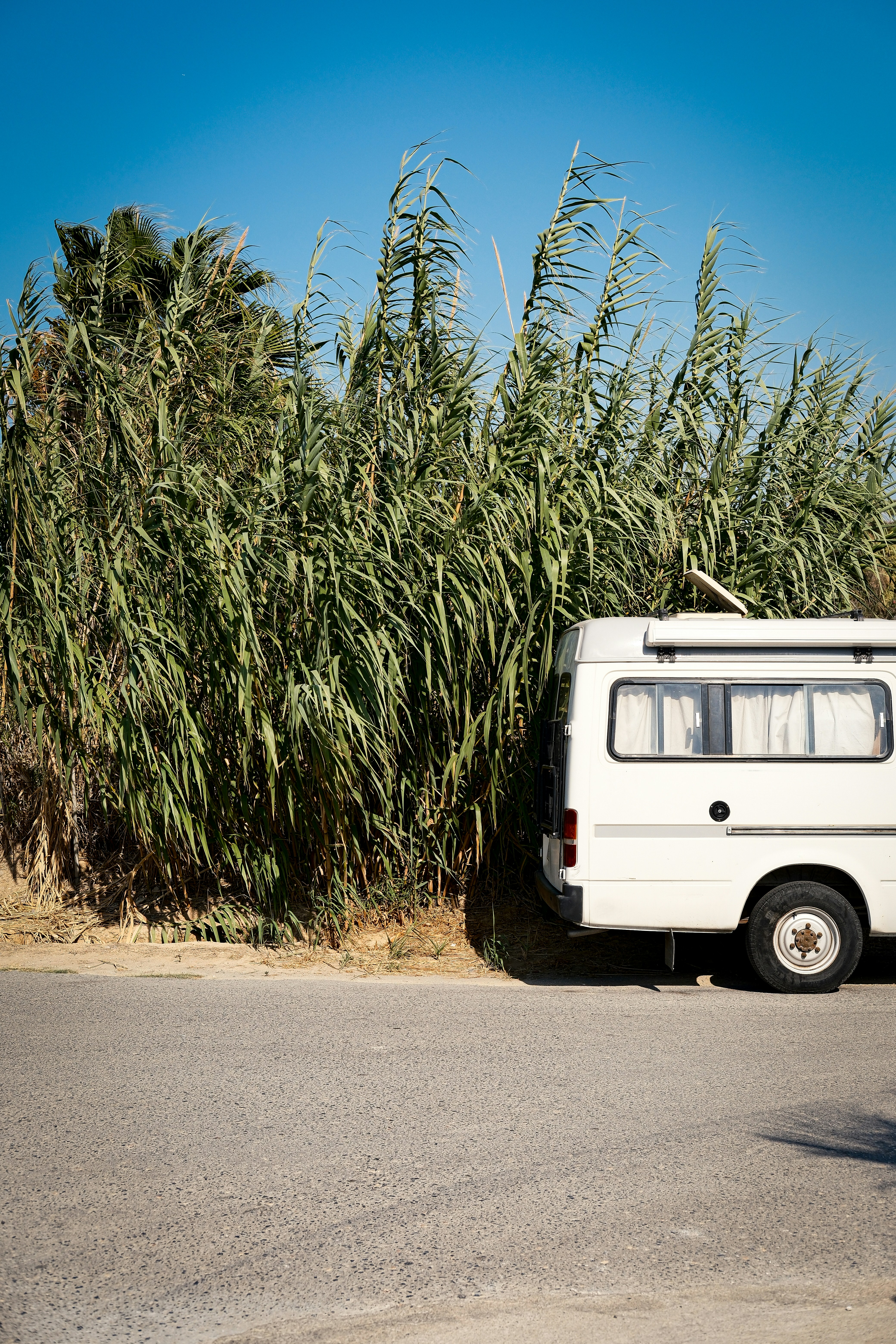 White vintage van nestled beside tall, lush green reeds under a clear blue sky.