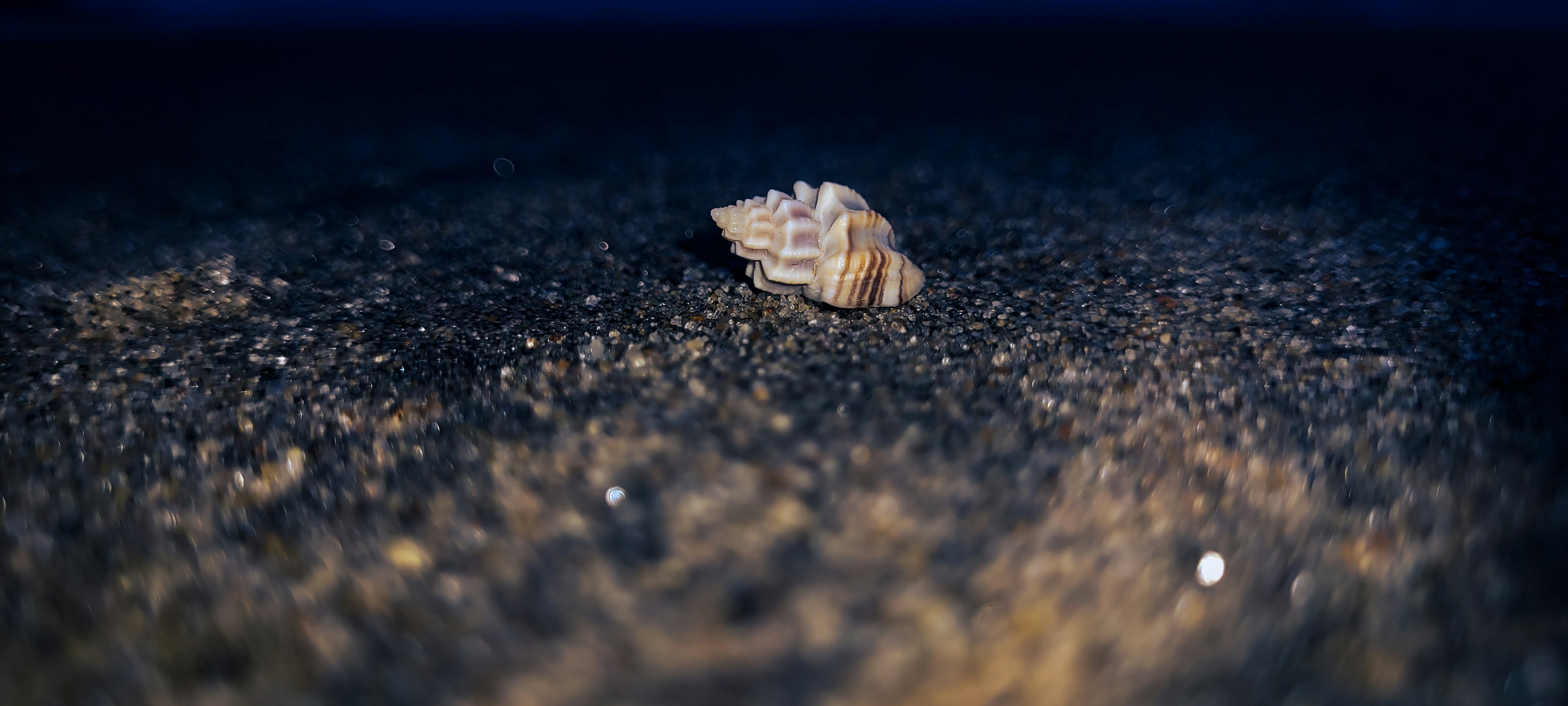 Moonlit Shell on Velvet Sand