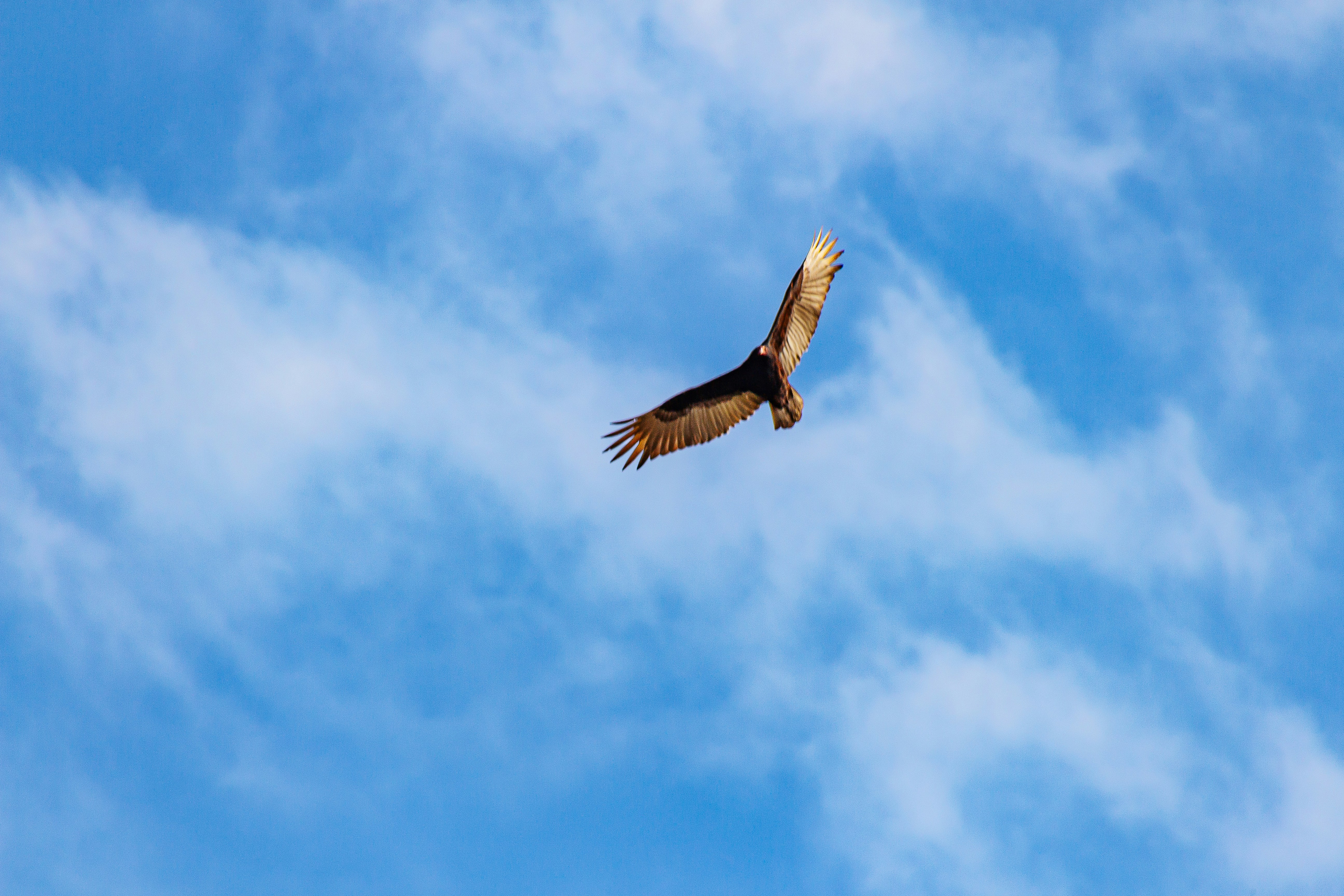 Silhouette of a raptor gliding across a cerulean sky