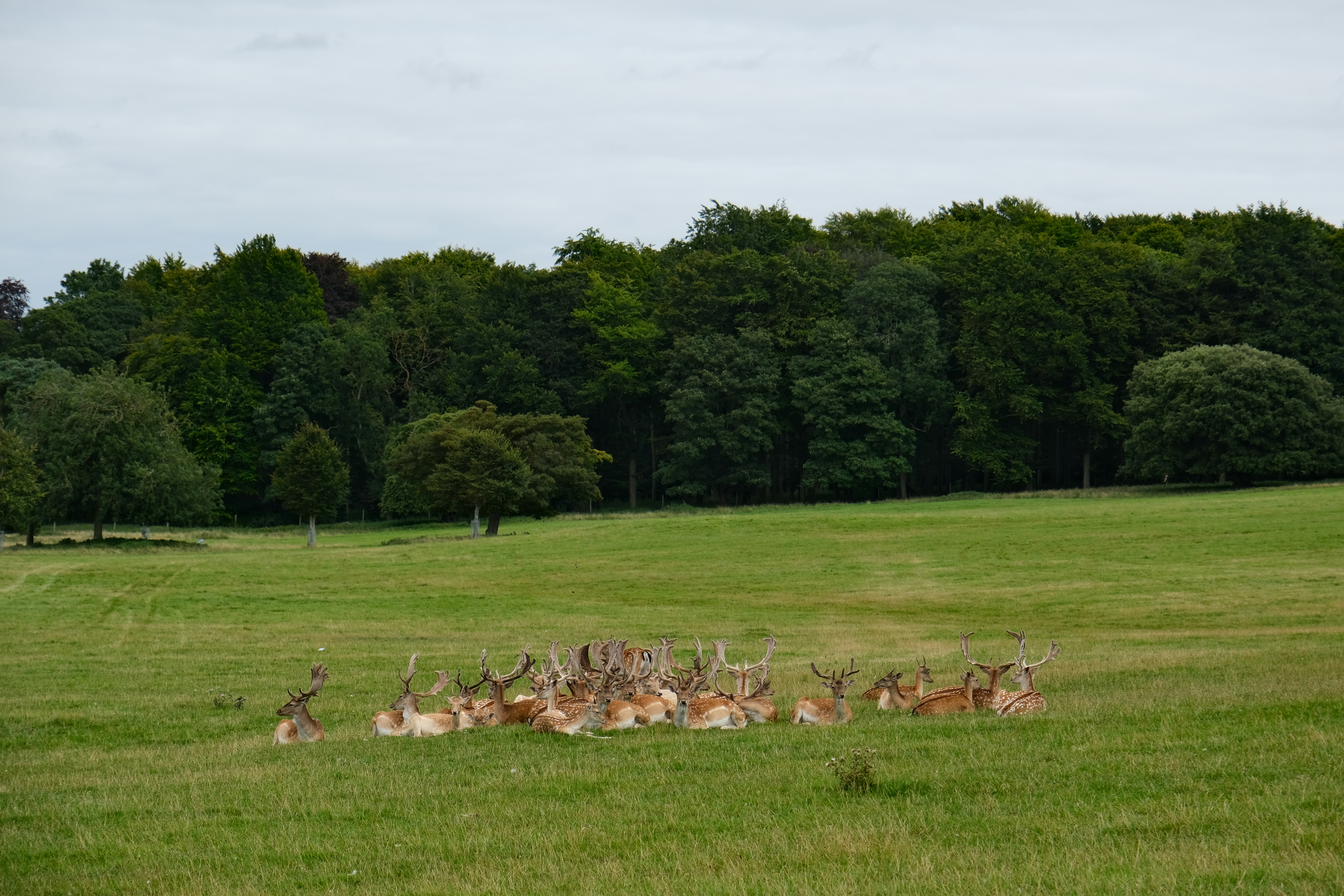 Herd Repose at the Meadow's Edge: Quiet Grazing Beneath a Canopy of Trees