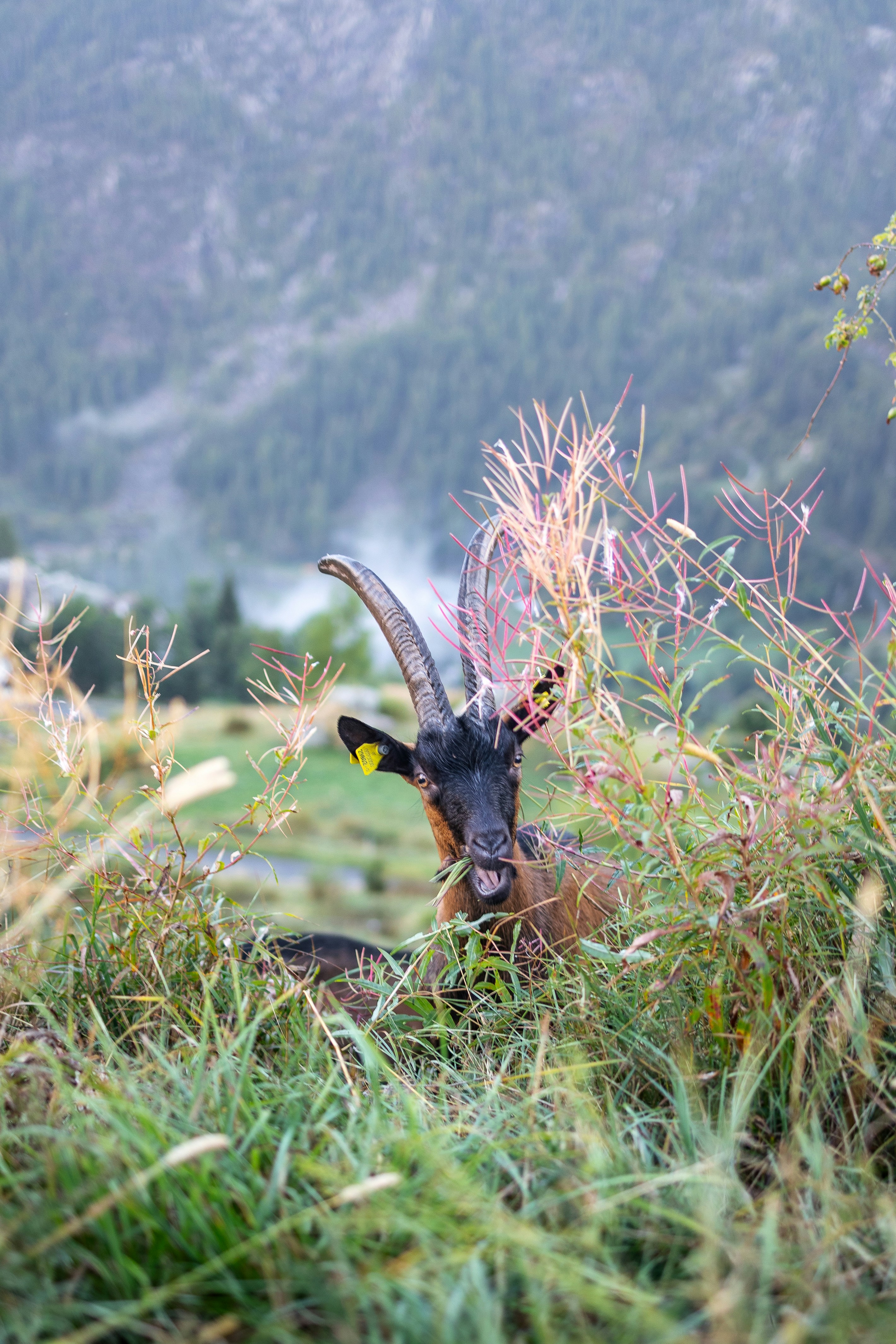 The Alpine Watcher: A Goat Amid Rustling Grass