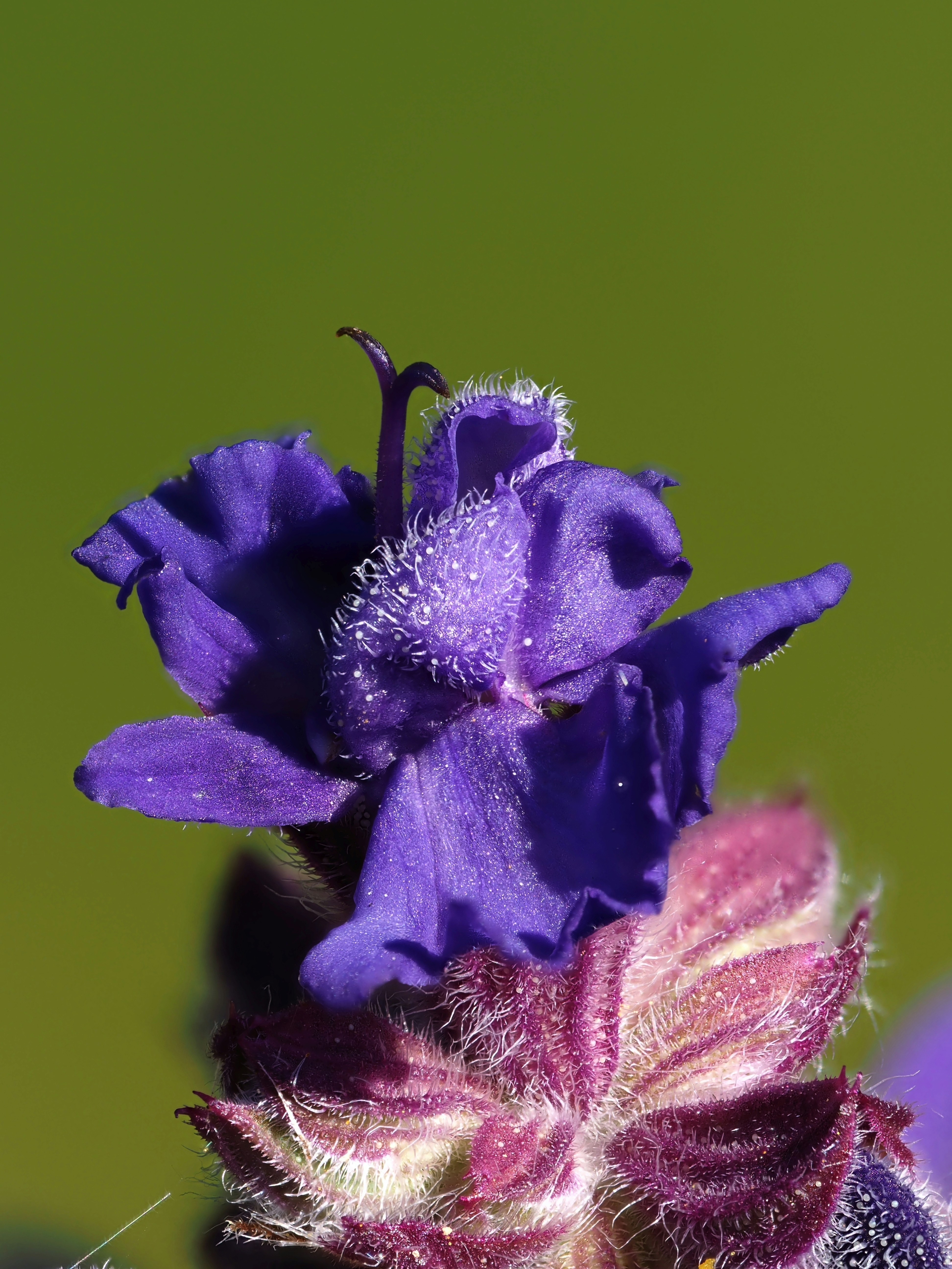Velvet Violet Macro: Dew-Kissed Petals with Silky Hairs Against a Soft Green Backdrop
