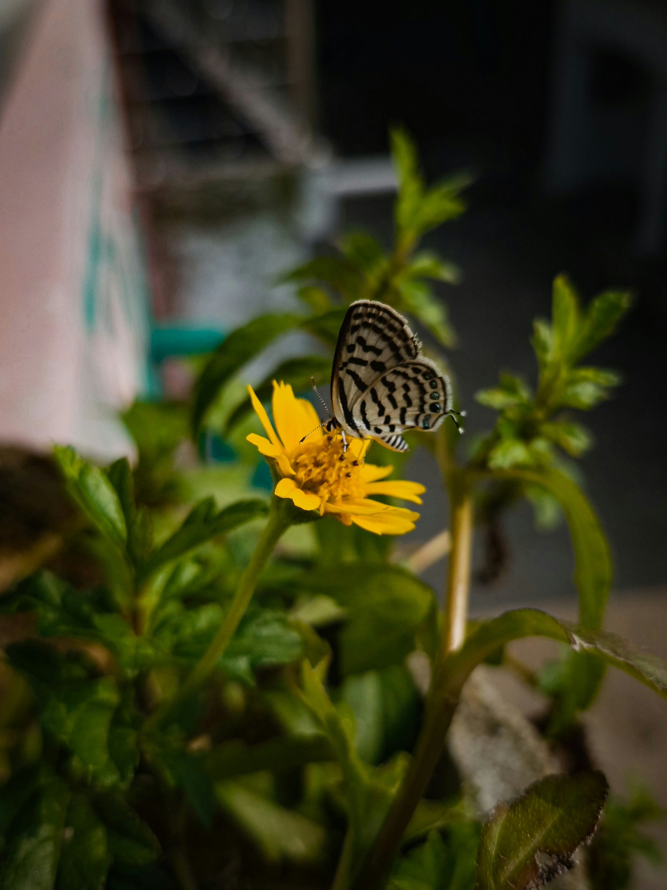 Butterfly on a Sunny Yellow Bloom: A Quiet Garden Moment