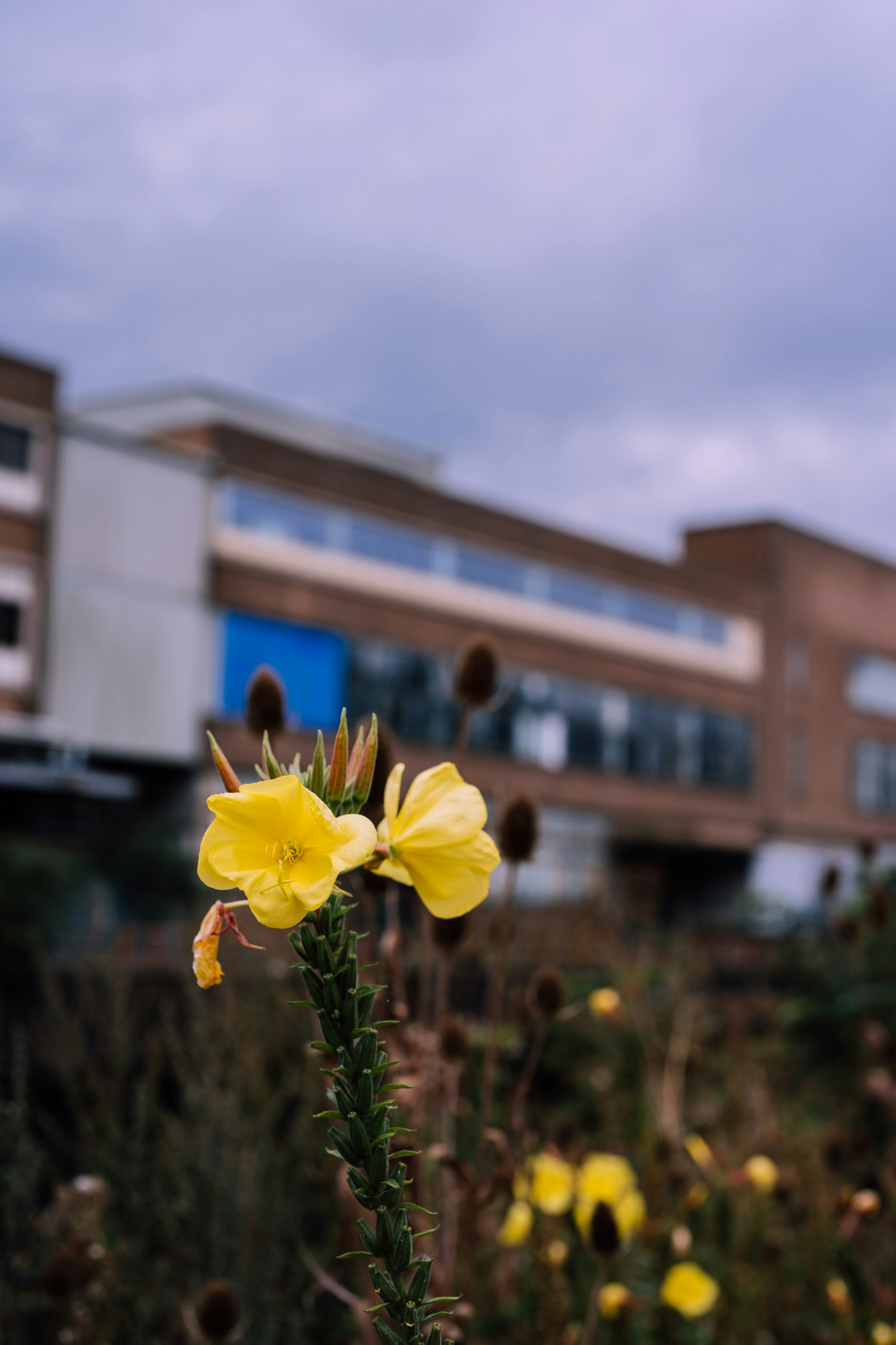 Urban Bloom: A Yellow Flower in Sharp Focus Against a Blurred City Backdrop
