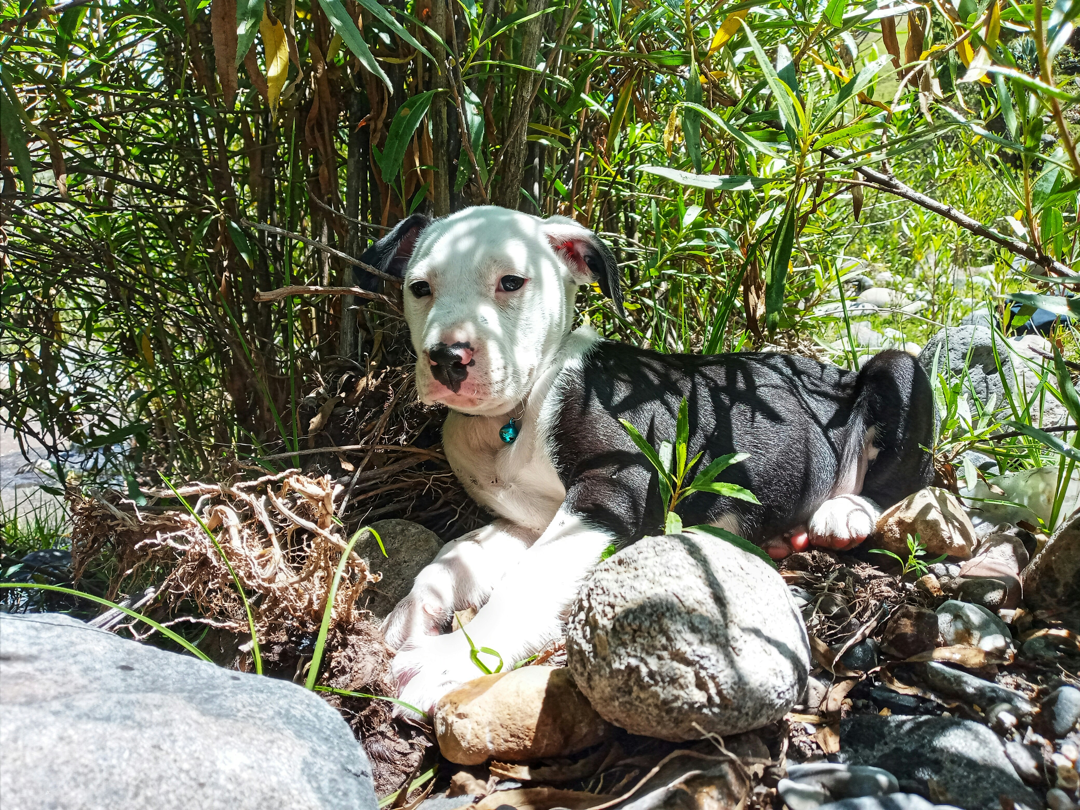 Sunlit Pup Resting Among Garden Rocks
